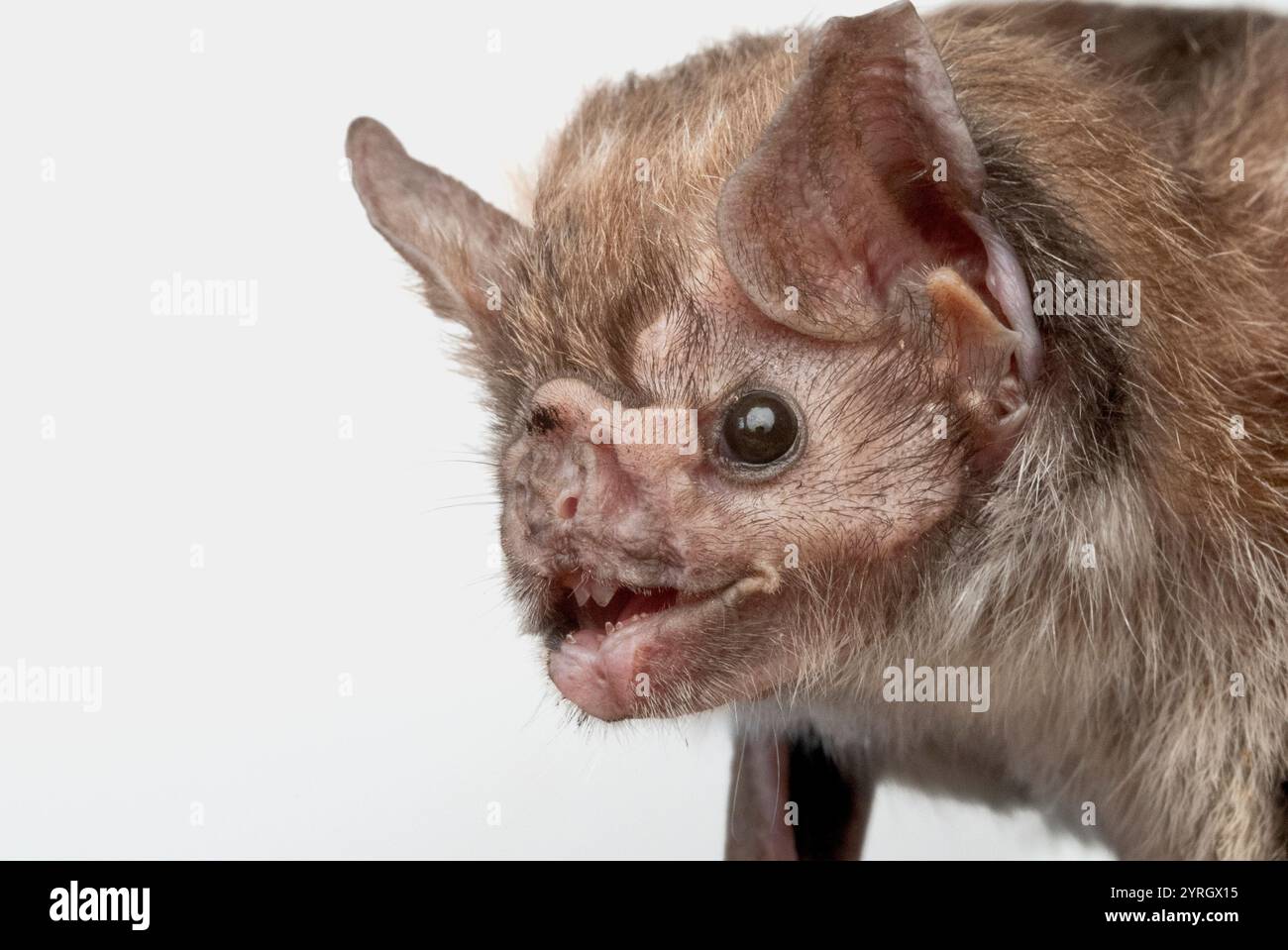 Common vampire bat (Desmodus rotundus Stock Photo - Alamy