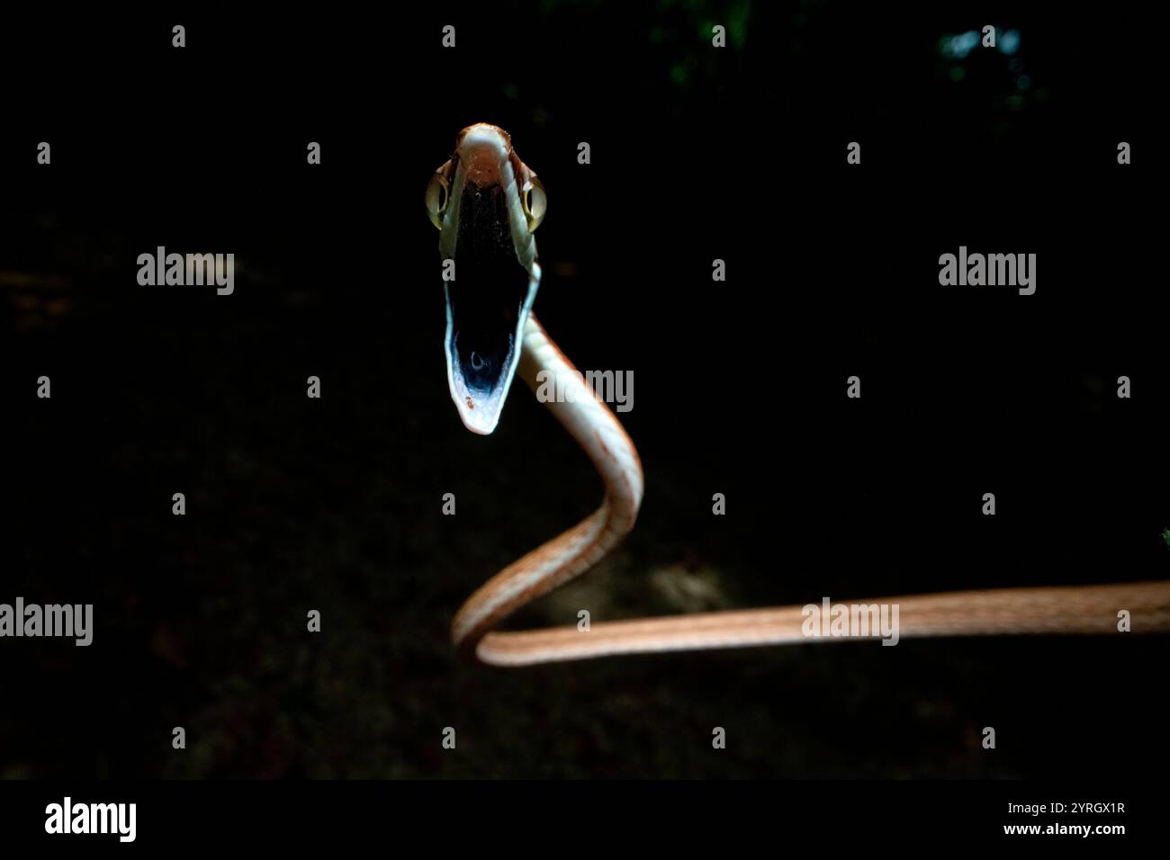 Brown vine snake (Oxybelis aeneus) with its mouth open Stock Photo - Alamy