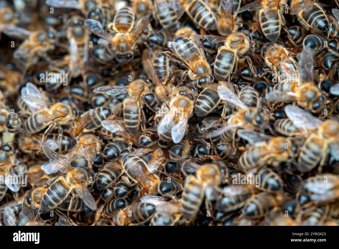 Honey bees (Apis mellifera Stock Photo - Alamy