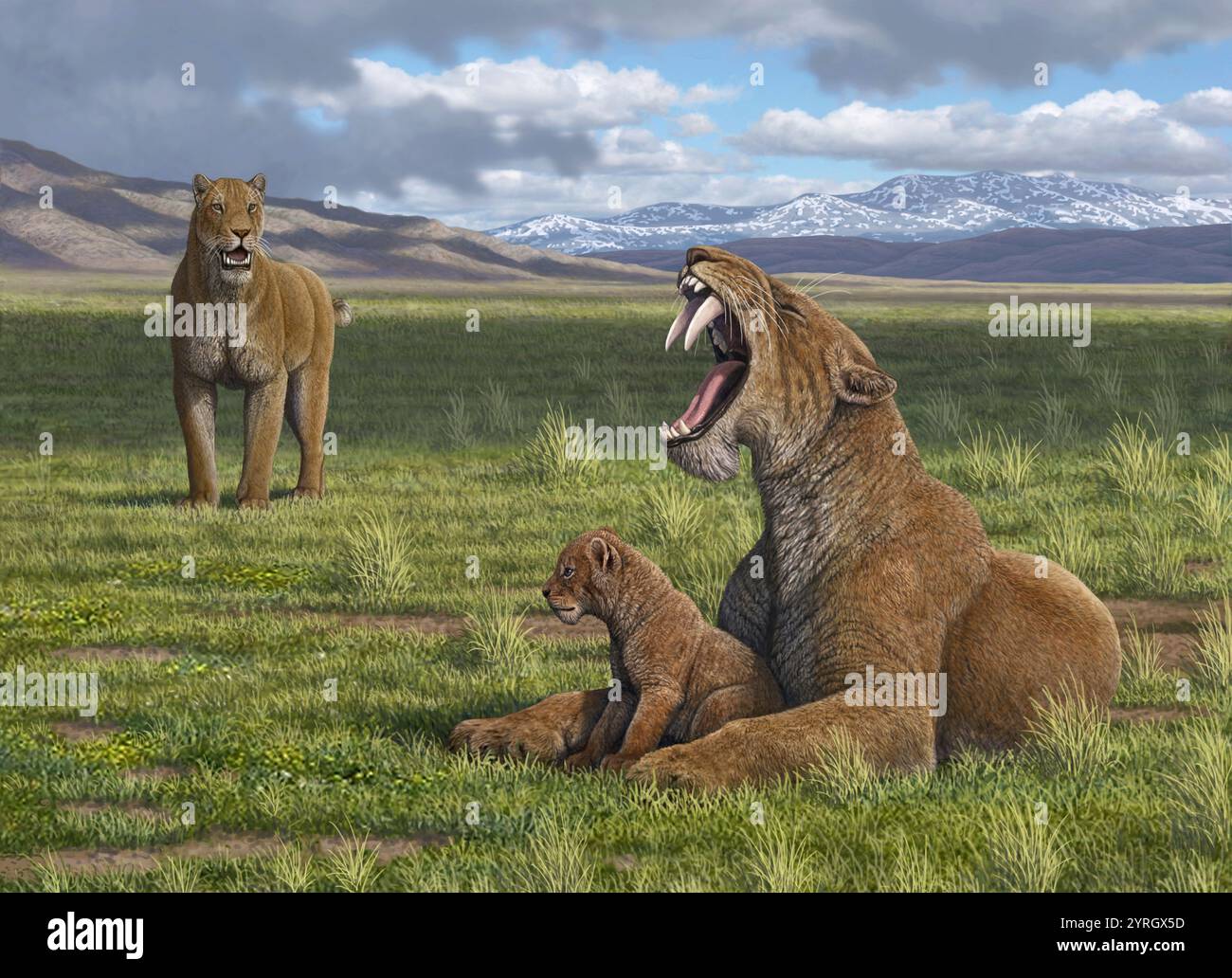 Sabre-toothed cats and cub, illustration Stock Photo - Alamy