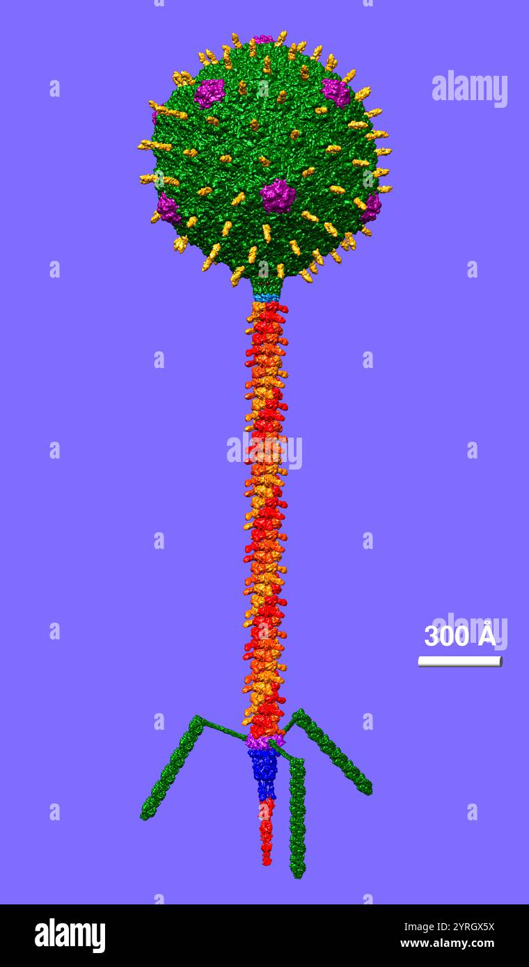 Bacteriophage T5 structure, molecular model Stock Photo - Alamy