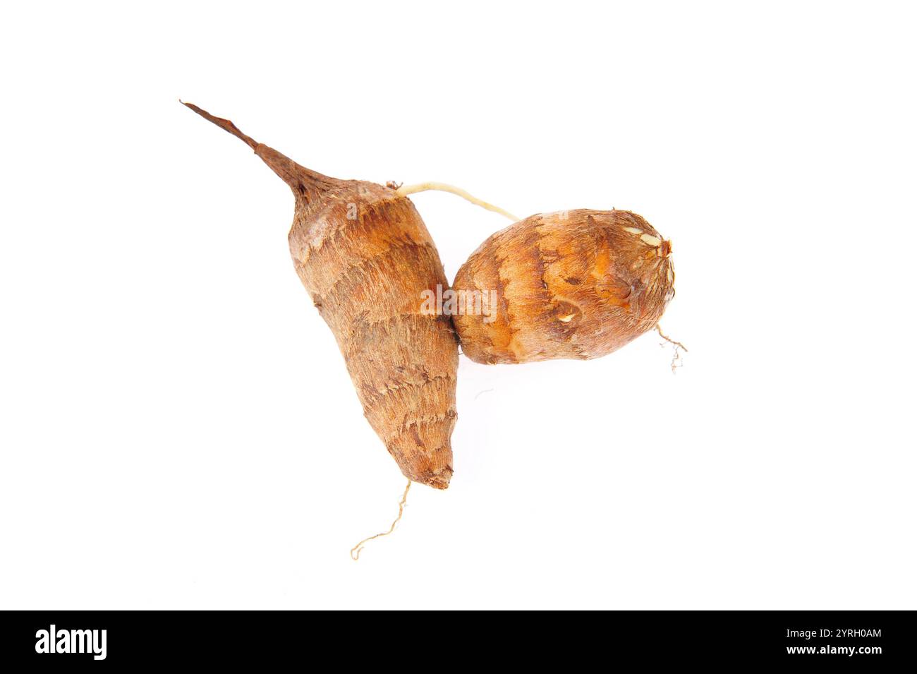 Taro and isolation hi-res stock photography and images - Alamy