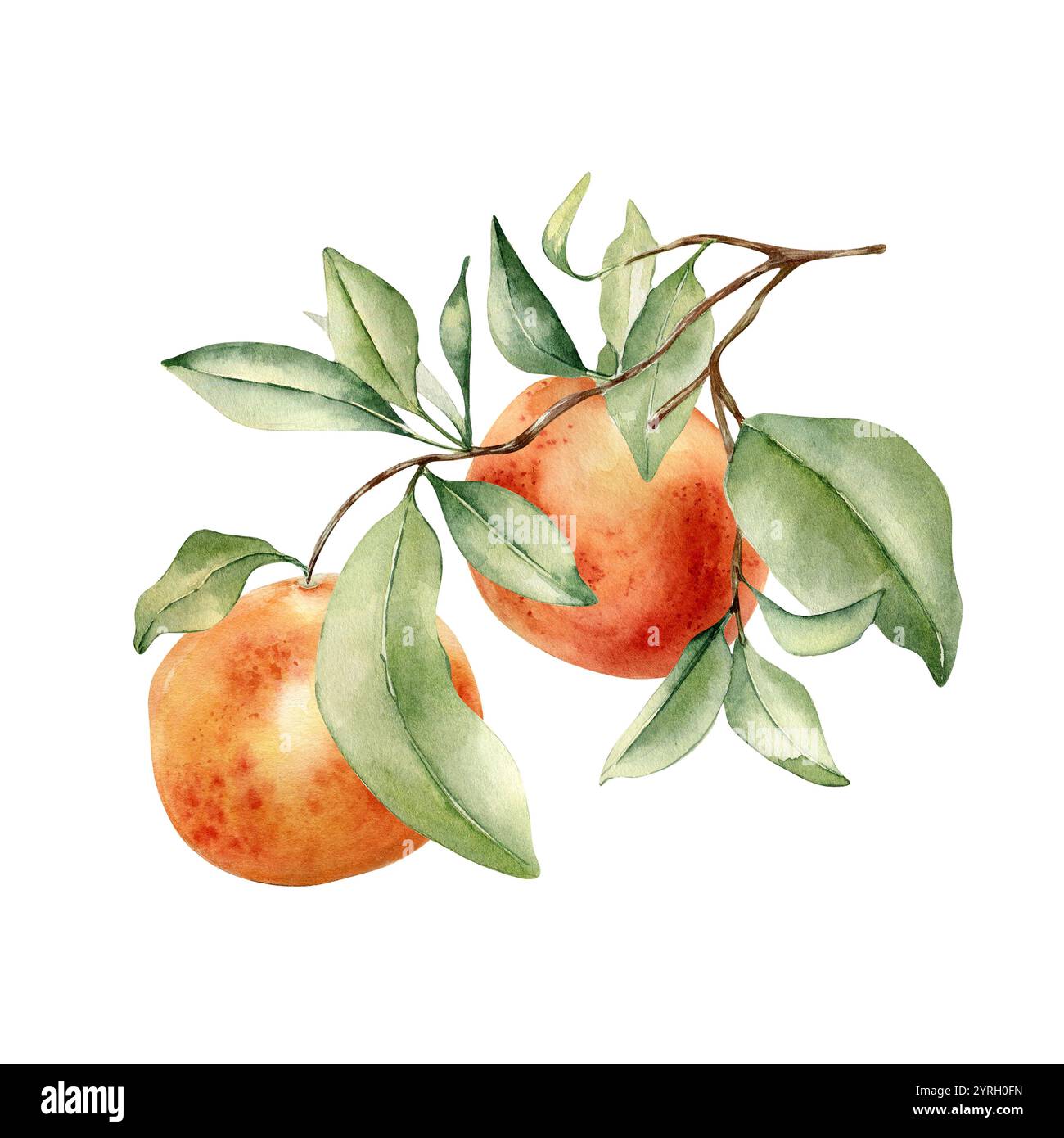 Ripe grapefruits on branch by watercolor illustration isolated. Leaves of citrus tree and red ...