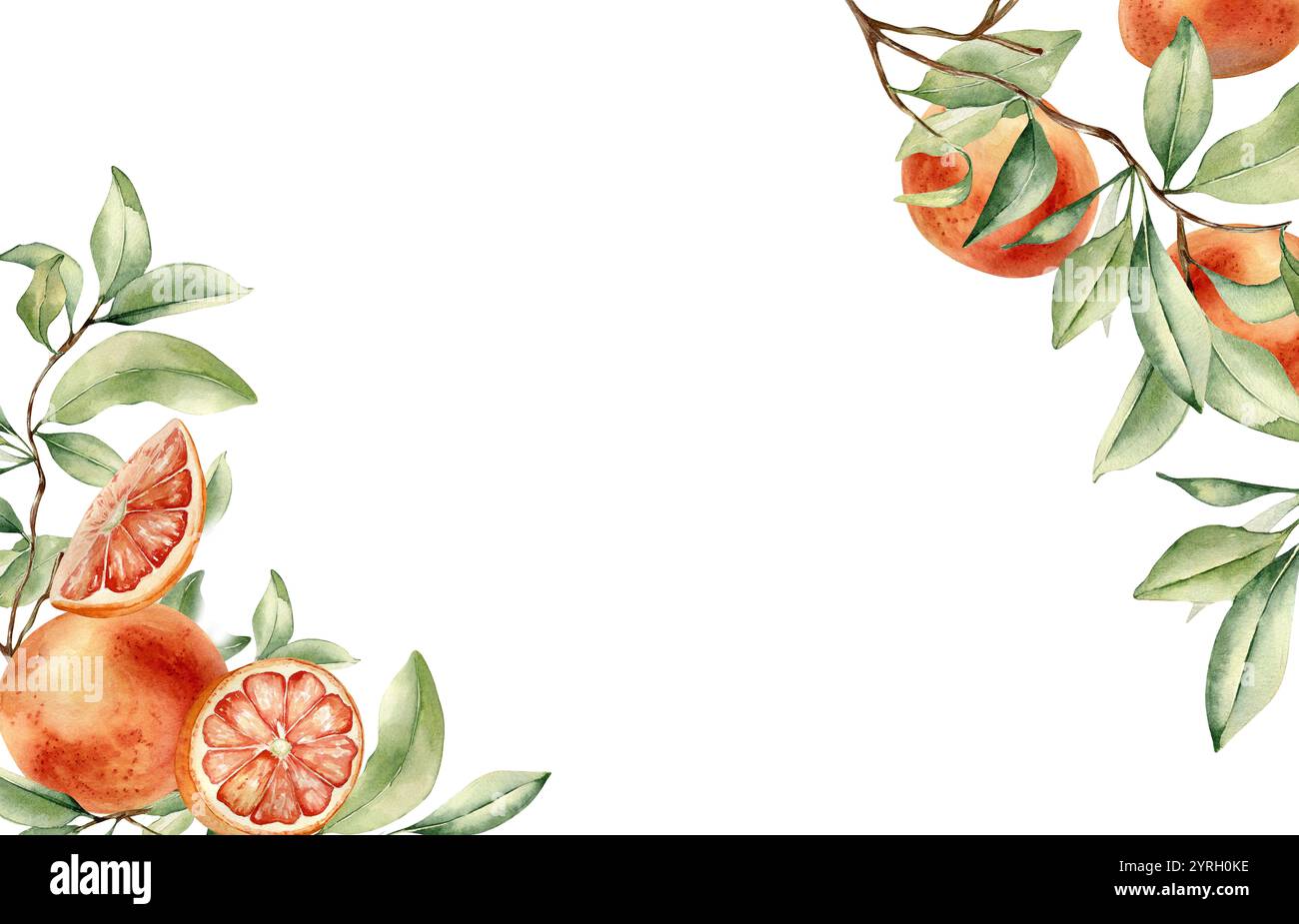 Grapefruit tree branch and citrus fruits corner border by watercolor on ...