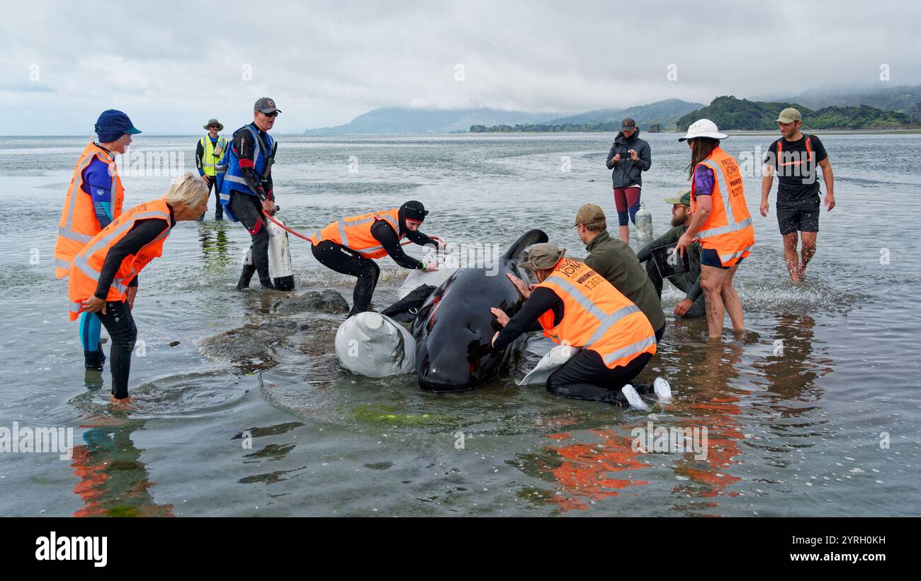 Farewell Spit, Golden Bay, New Zealand - 3 December 2024: Project Jonah ...