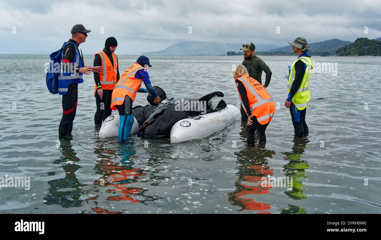Farewell Spit, Golden Bay, New Zealand - 3 December 2024: Project Jonah ...