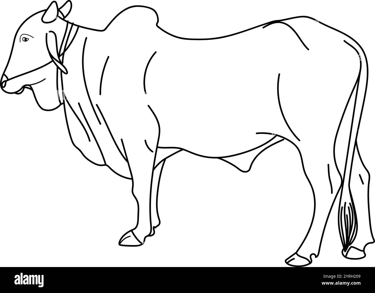 Indian Bull, Zebu bull, Brahman cattle. Hand drawn style Illustration ...