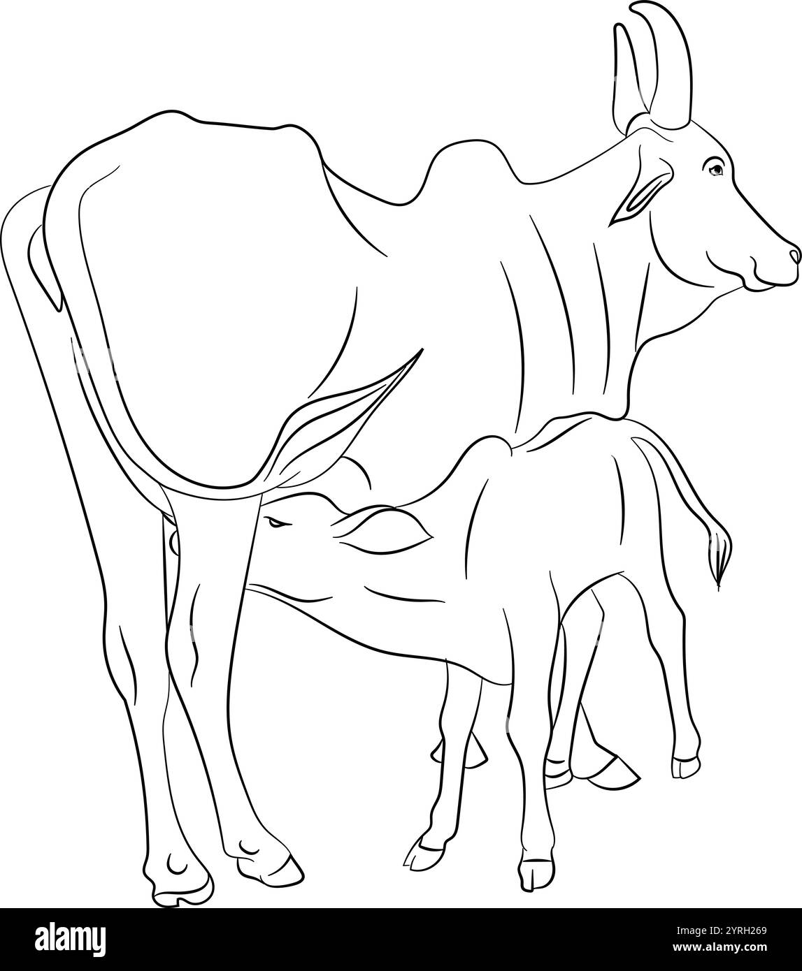 Calf feeding milk from her mother cow, hand drawn in thin line style ...