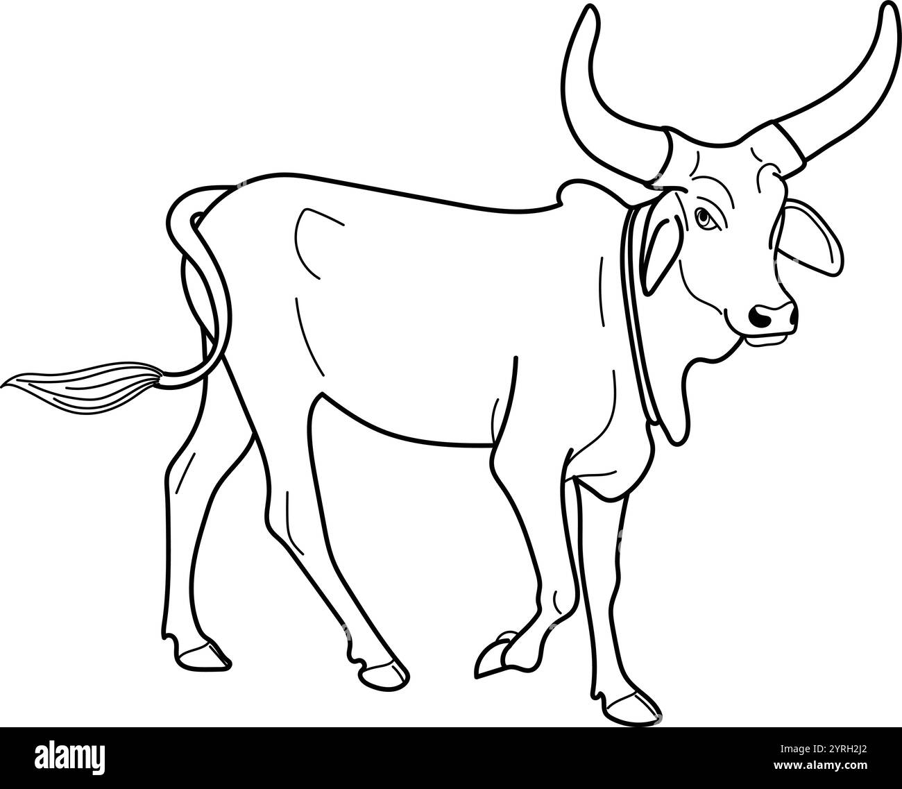 Indian Desi Bull illustration. Hand drawn in thin line style Stock ...