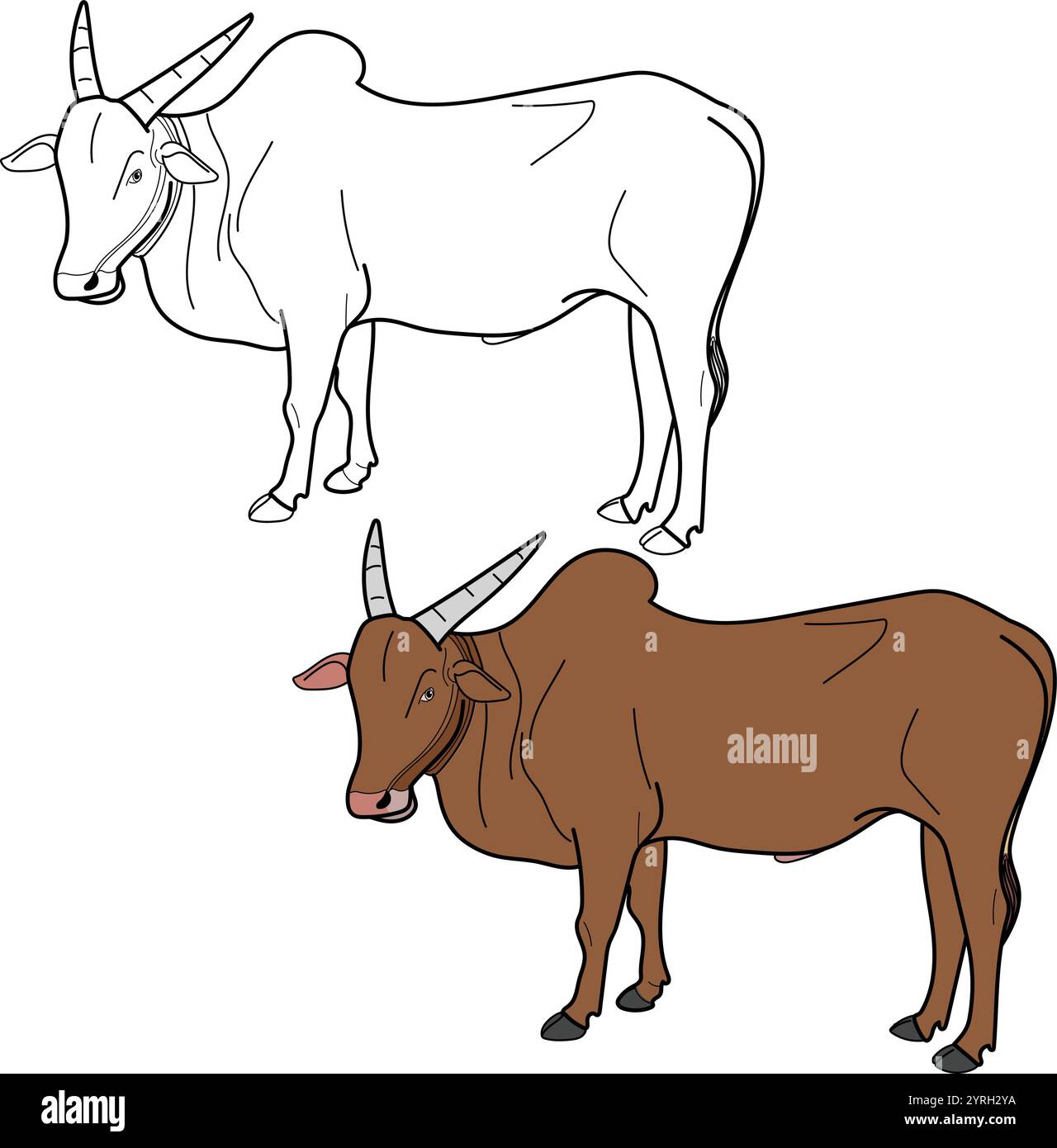 Indian Ox, Zebu bull, Brahman cattle. Hand drawn style Illustration ...