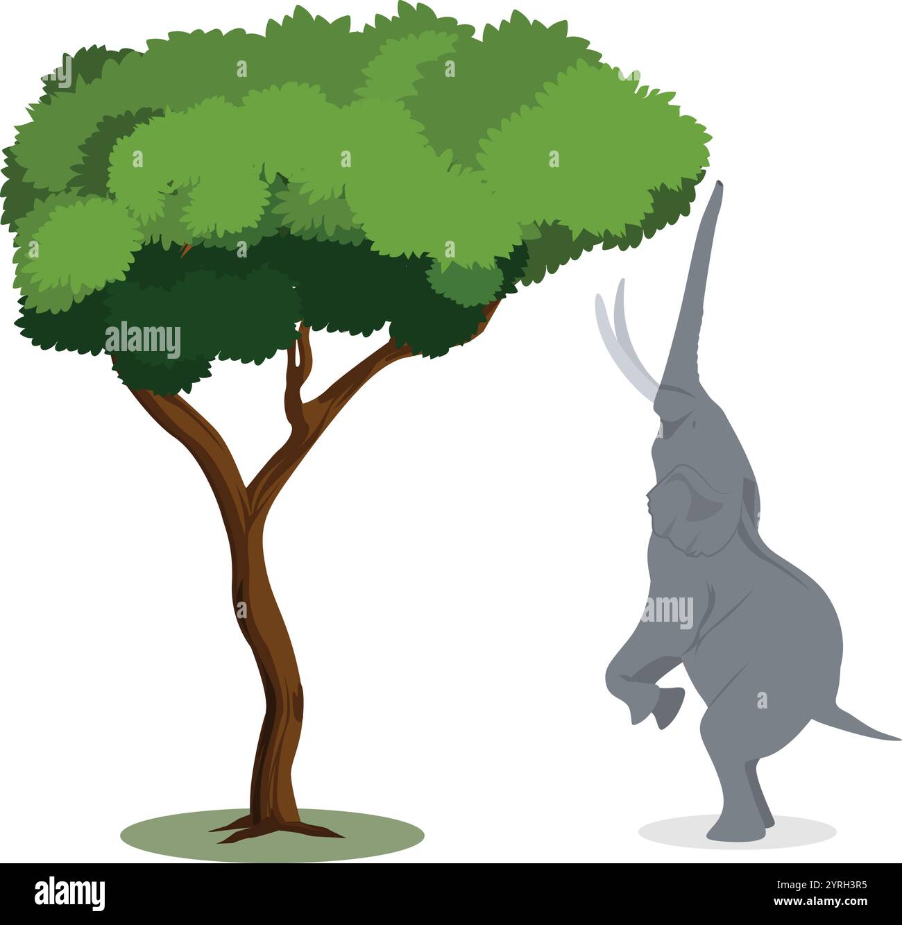 Elephant stands on its back legs to eat tree top leaves Stock Vector Image & Art - Alamy