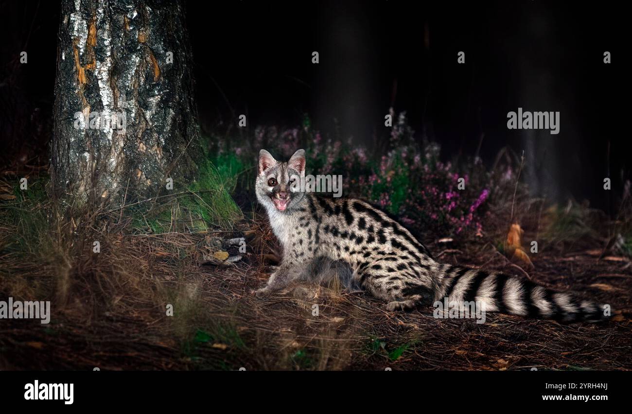 Common genet in front of white background Stock Photo - Alamy