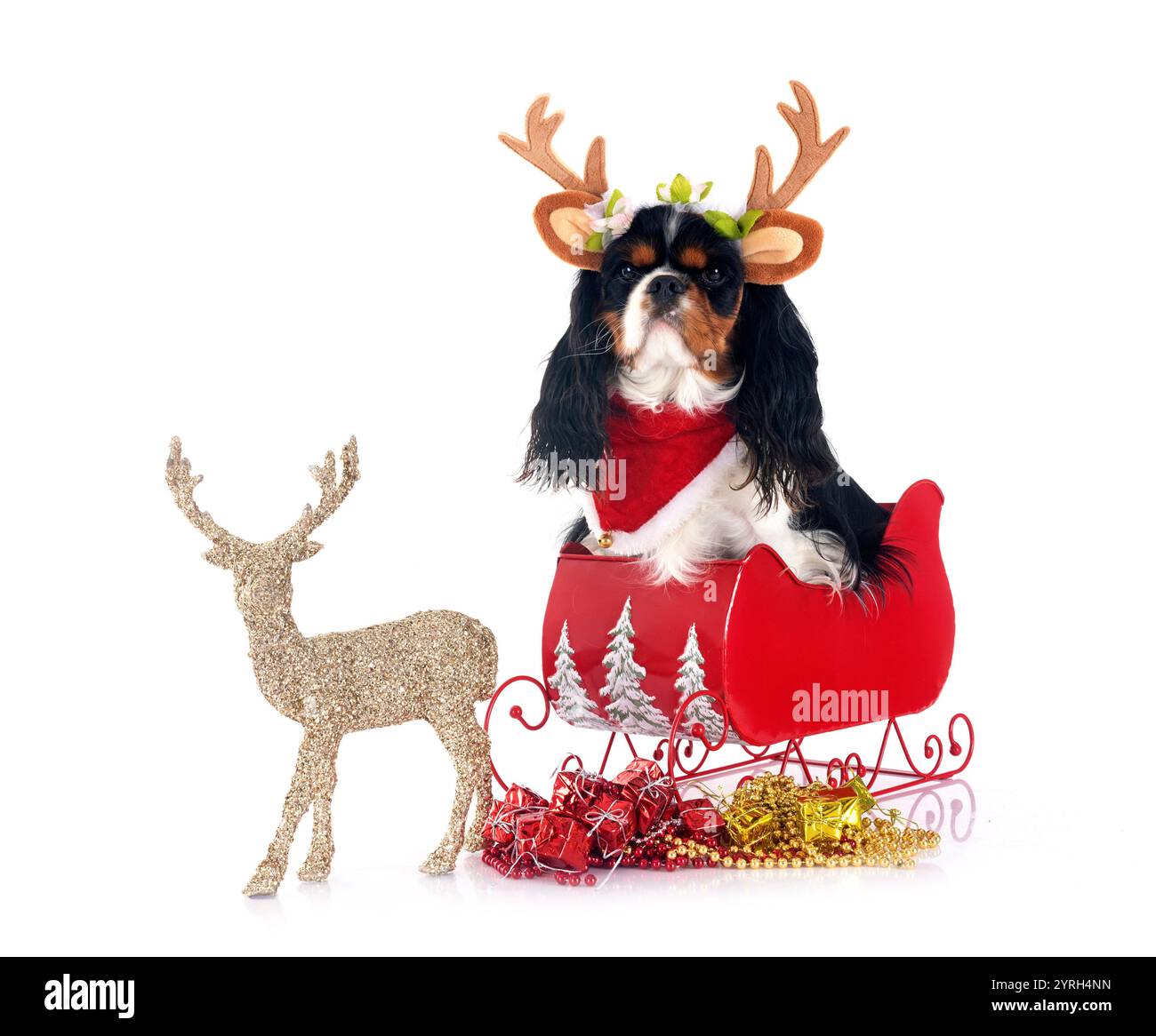 cavalier king charles in front of white background Stock Photo - Alamy