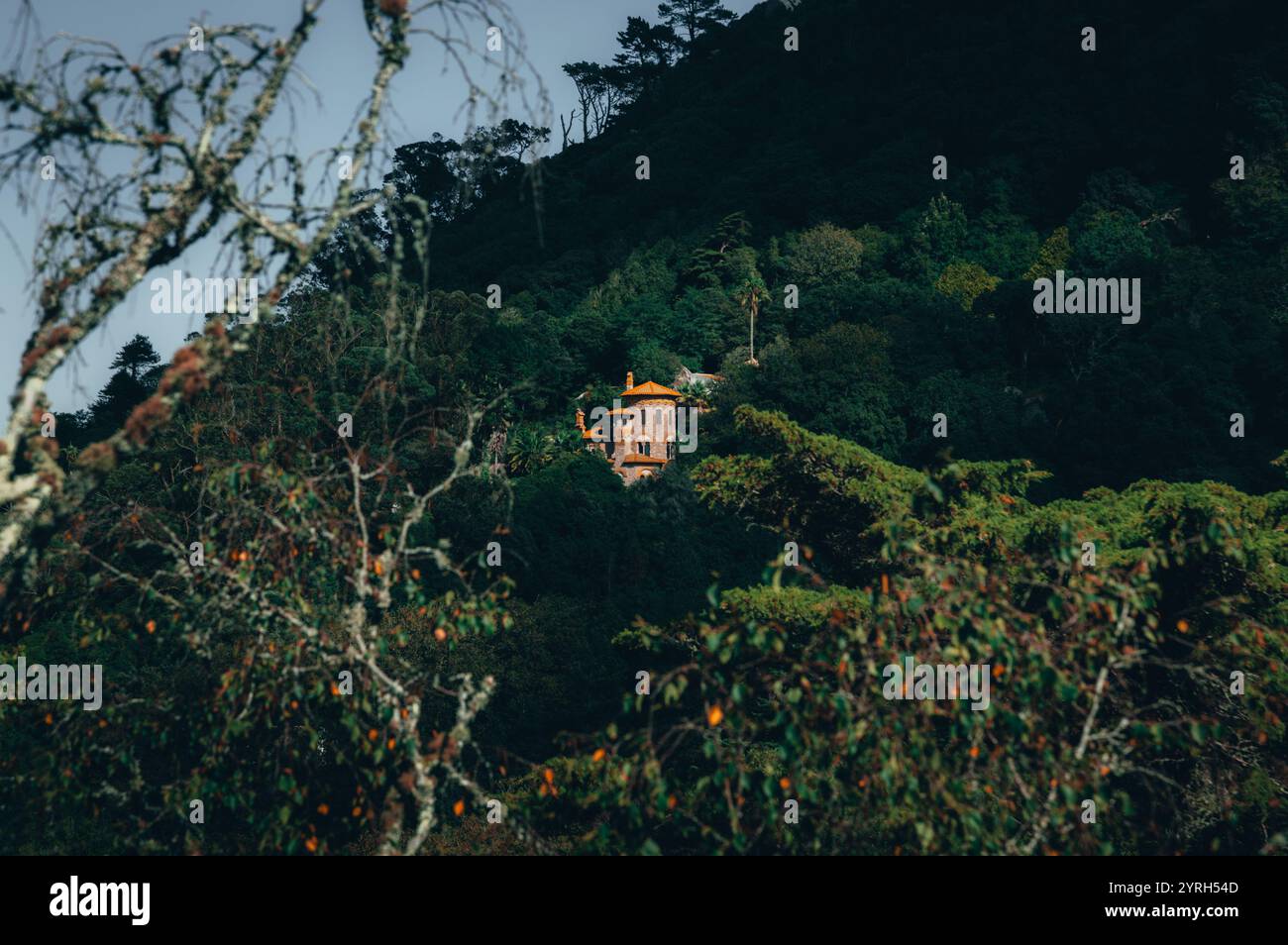 Lush green forest surrounds the luxurious castle castle, creating a ...