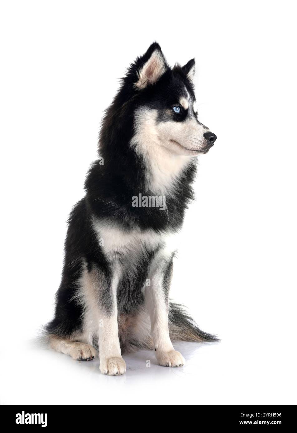 picture of a pomsky in front of white background Stock Photo - Alamy