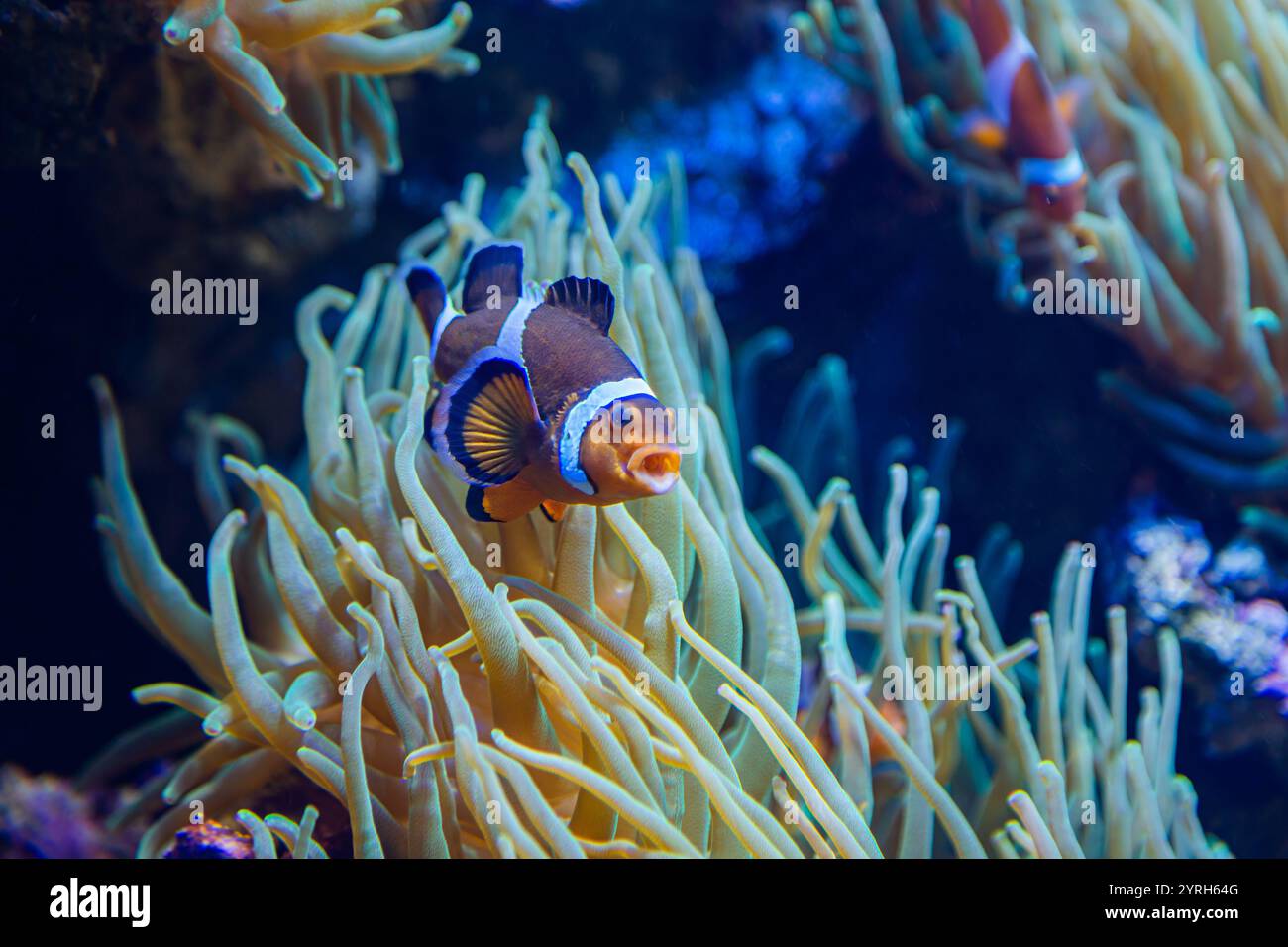 Fin outlines hi-res stock photography and images - Alamy