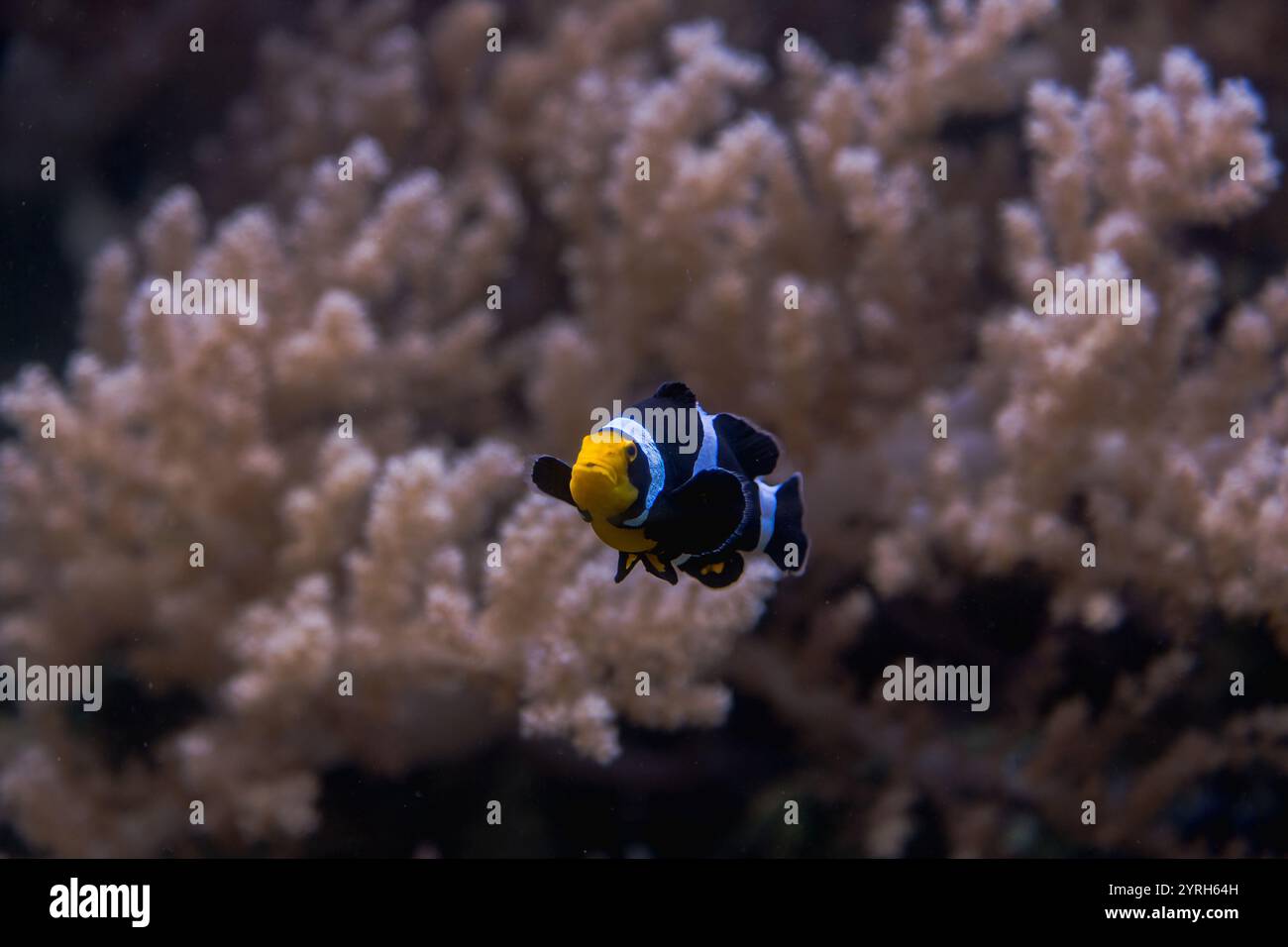 Fish display intricate patterns hi-res stock photography and images - Alamy