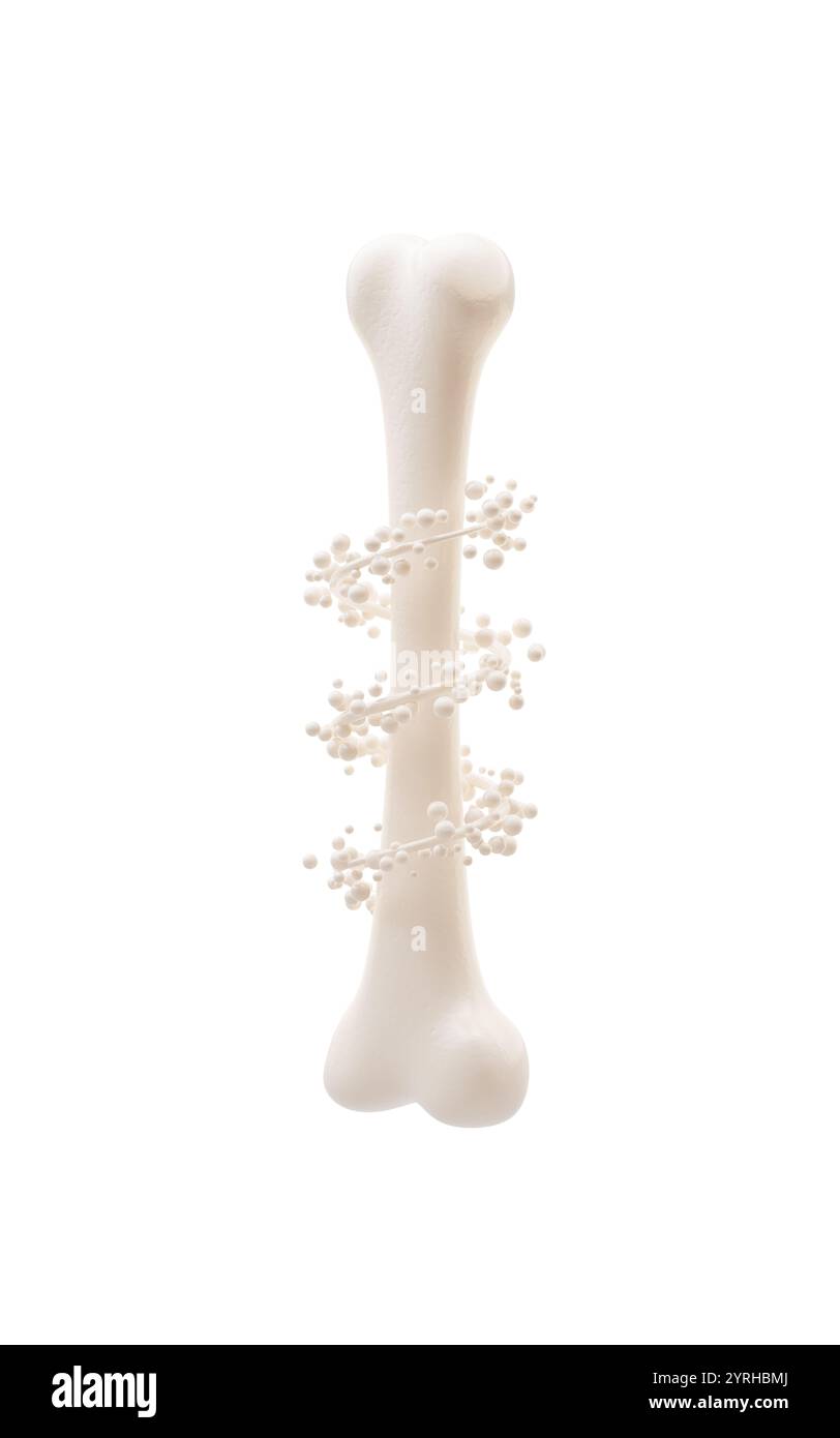 Biological anatomy of the skeleton and bone health, 3d rendering. 3D ...