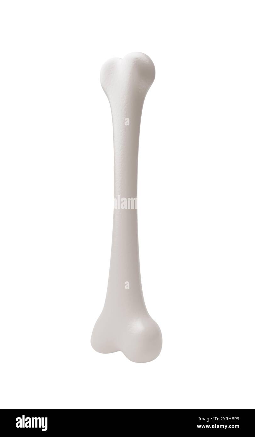 Biological anatomy of the skeleton and bone health, 3d rendering. 3D ...