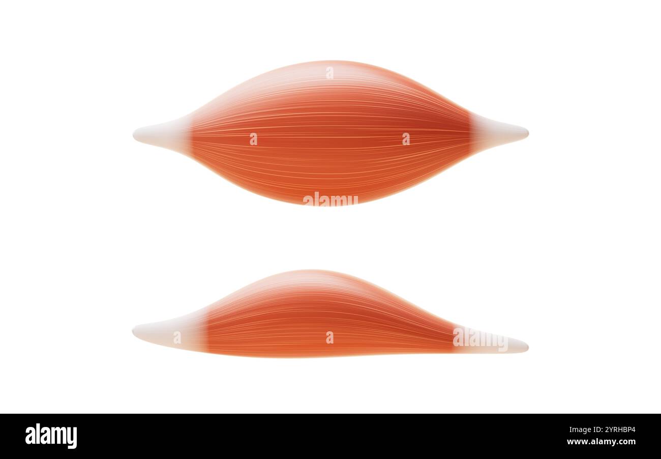 Biceps muscle anatomy diagram hi-res stock photography and images - Alamy