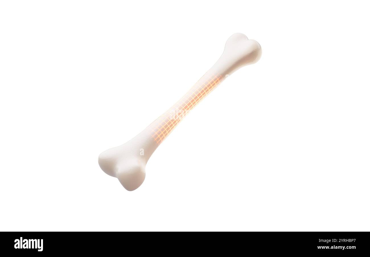 Biological anatomy of the skeleton and bone health, 3d rendering. 3D ...