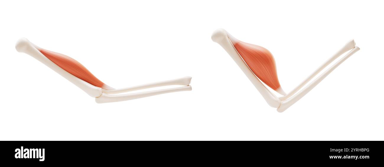 Muscle structure, medical concept visualization, 3d rendering. 3D ...