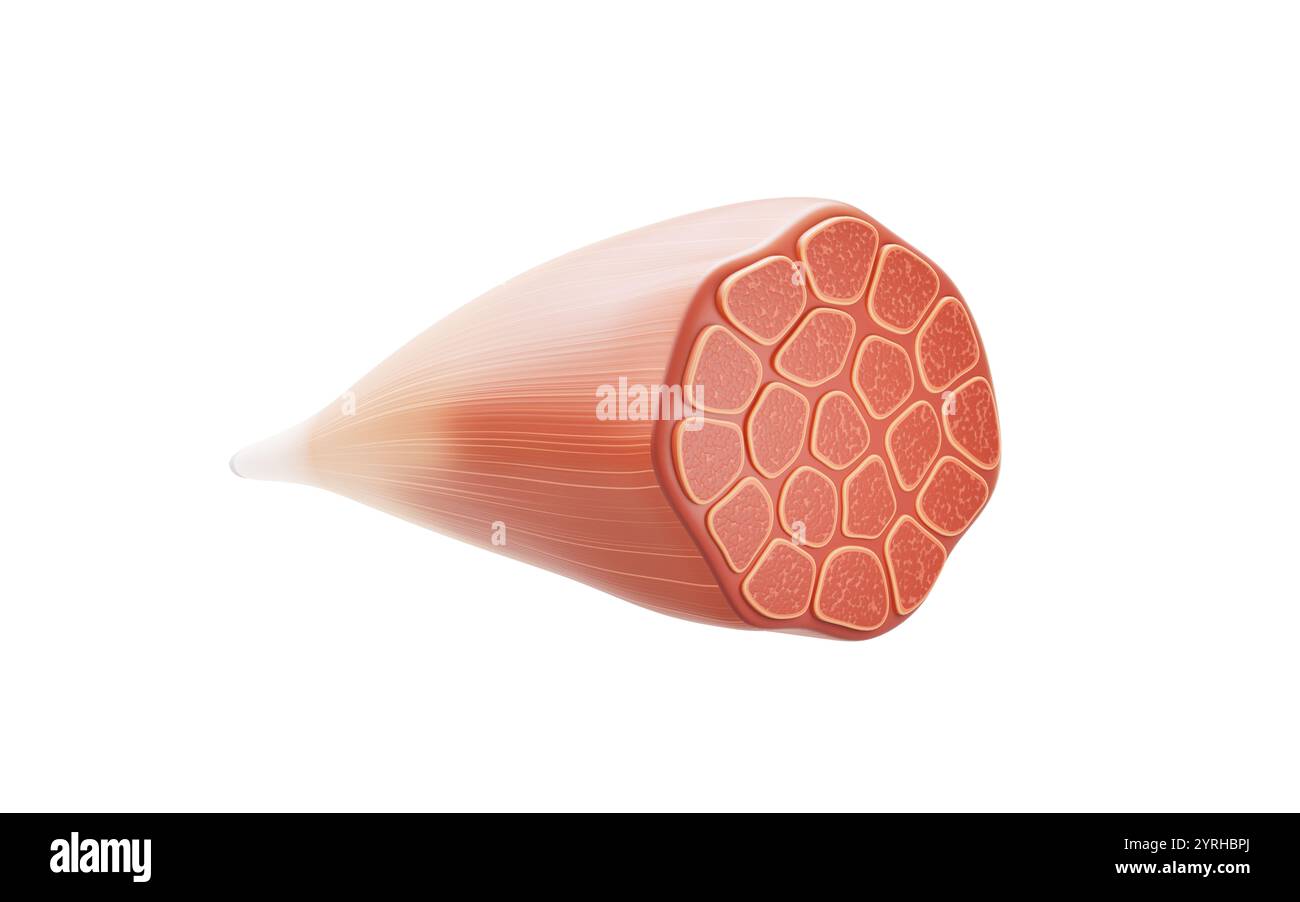 Muscle structure, medical concept visualization, 3d rendering. 3D ...