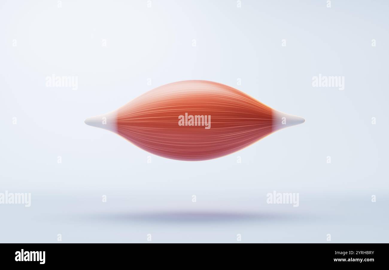 Medical diagram arm muscles hi-res stock photography and images - Alamy