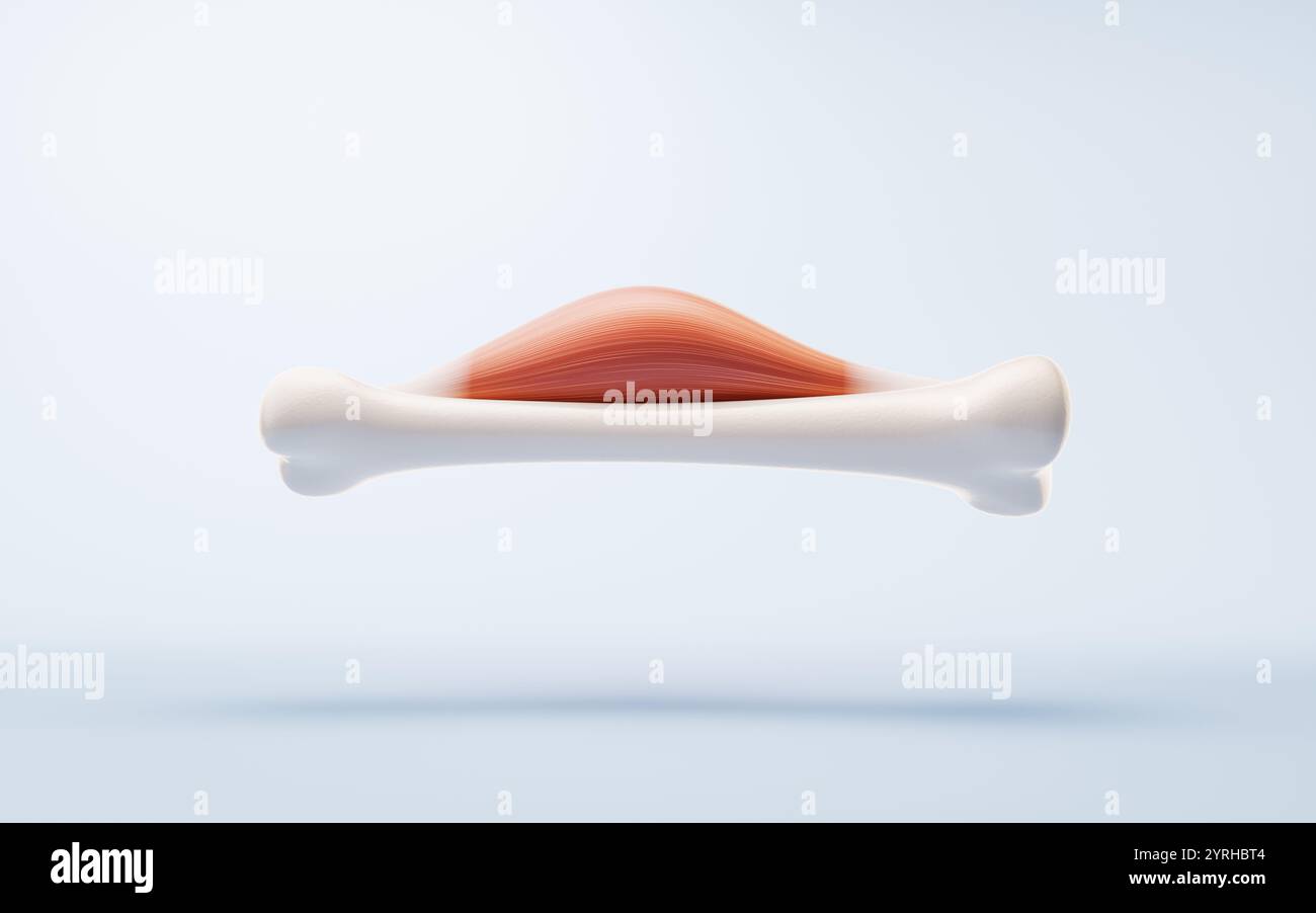 Muscle structure, medical concept visualization, 3d rendering. 3D ...