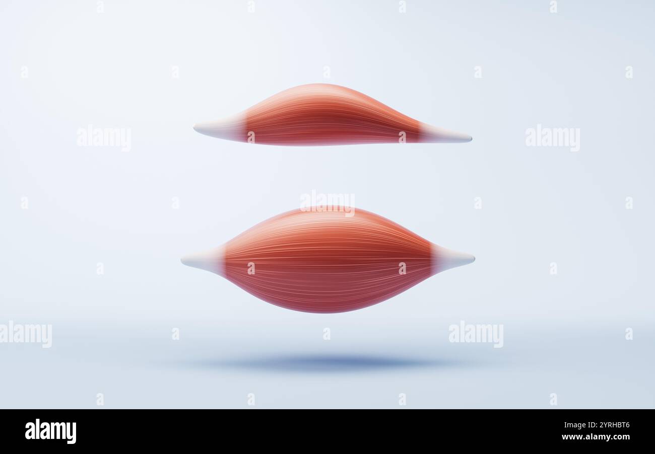 Muscle structure, medical concept visualization, 3d rendering. 3D ...