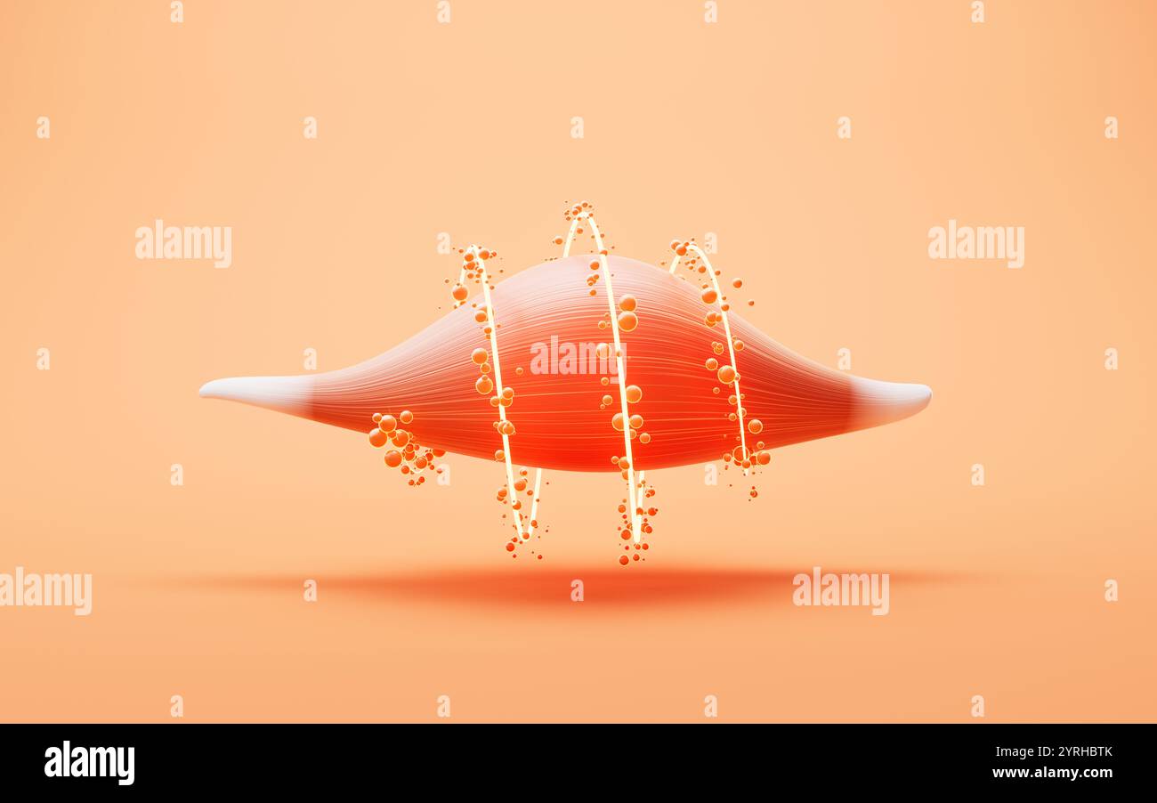 Muscle structure, medical concept visualization, 3d rendering. 3D ...