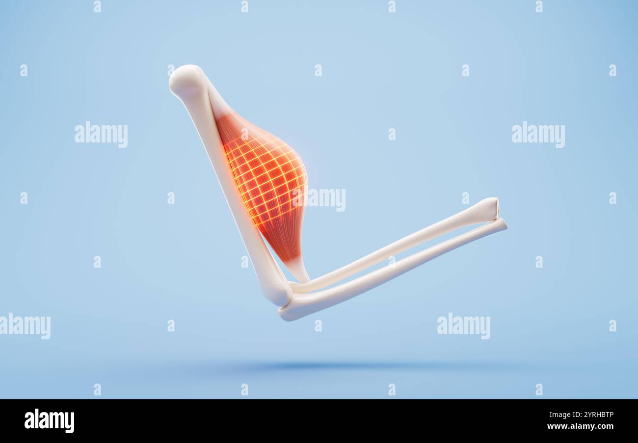 Muscle structure, medical concept visualization, 3d rendering. 3D ...