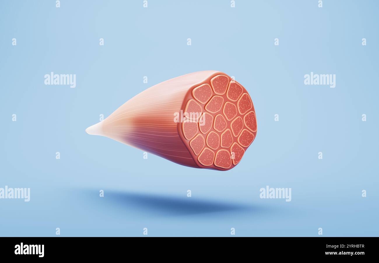 Muscle structure, medical concept visualization, 3d rendering. 3D ...