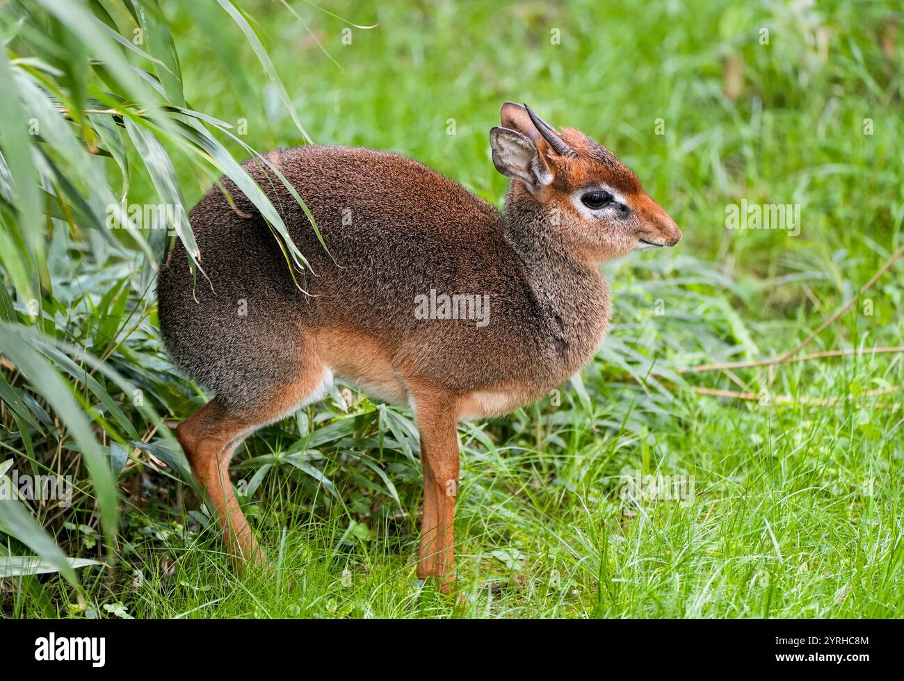 Portrait of a Kirk Dikdik. Animal in nature. Madoqua kirkii. Dwarf proboscis. Small species of ...
