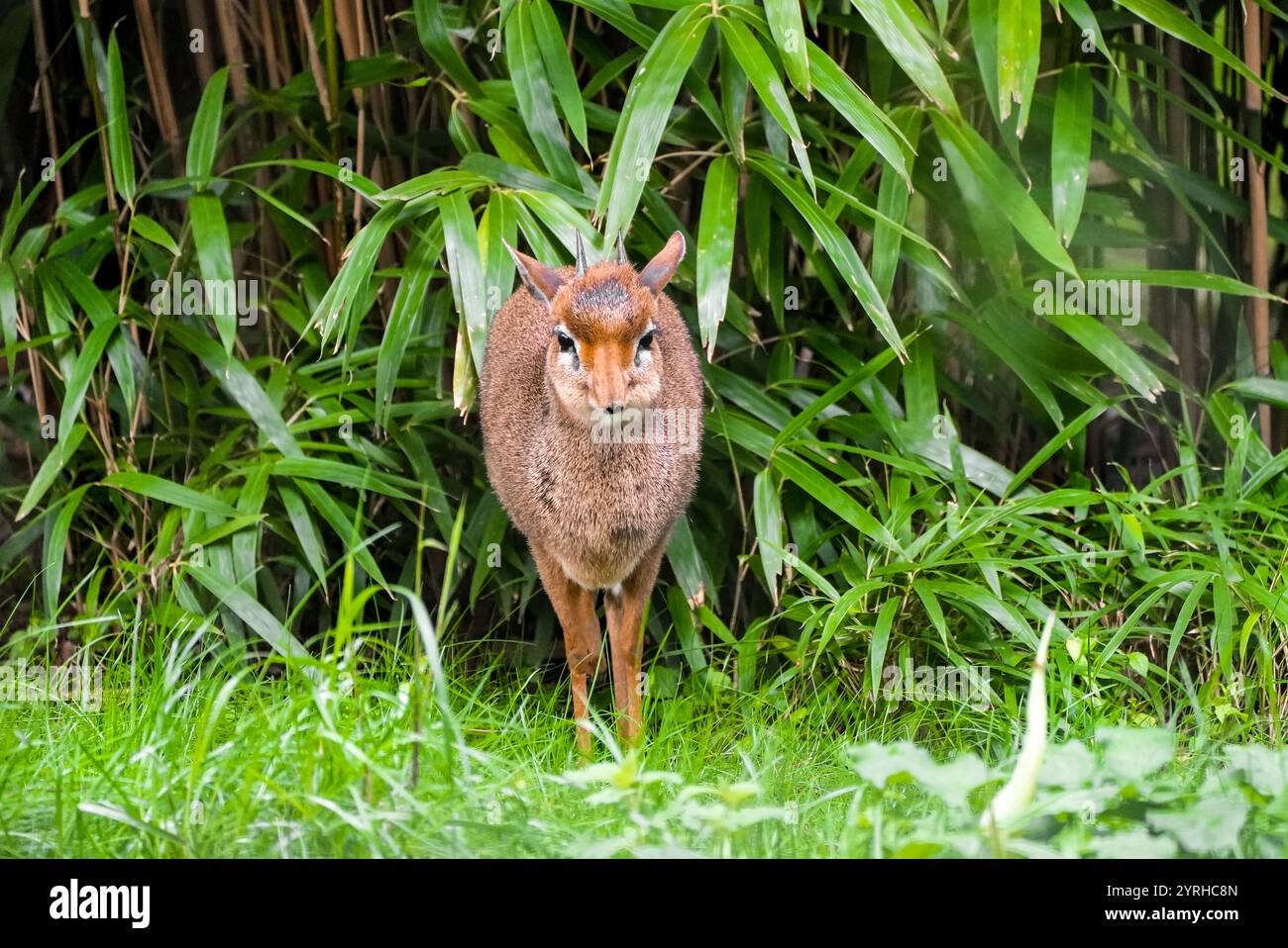 Dwarf proboscis hi-res stock photography and images - Alamy