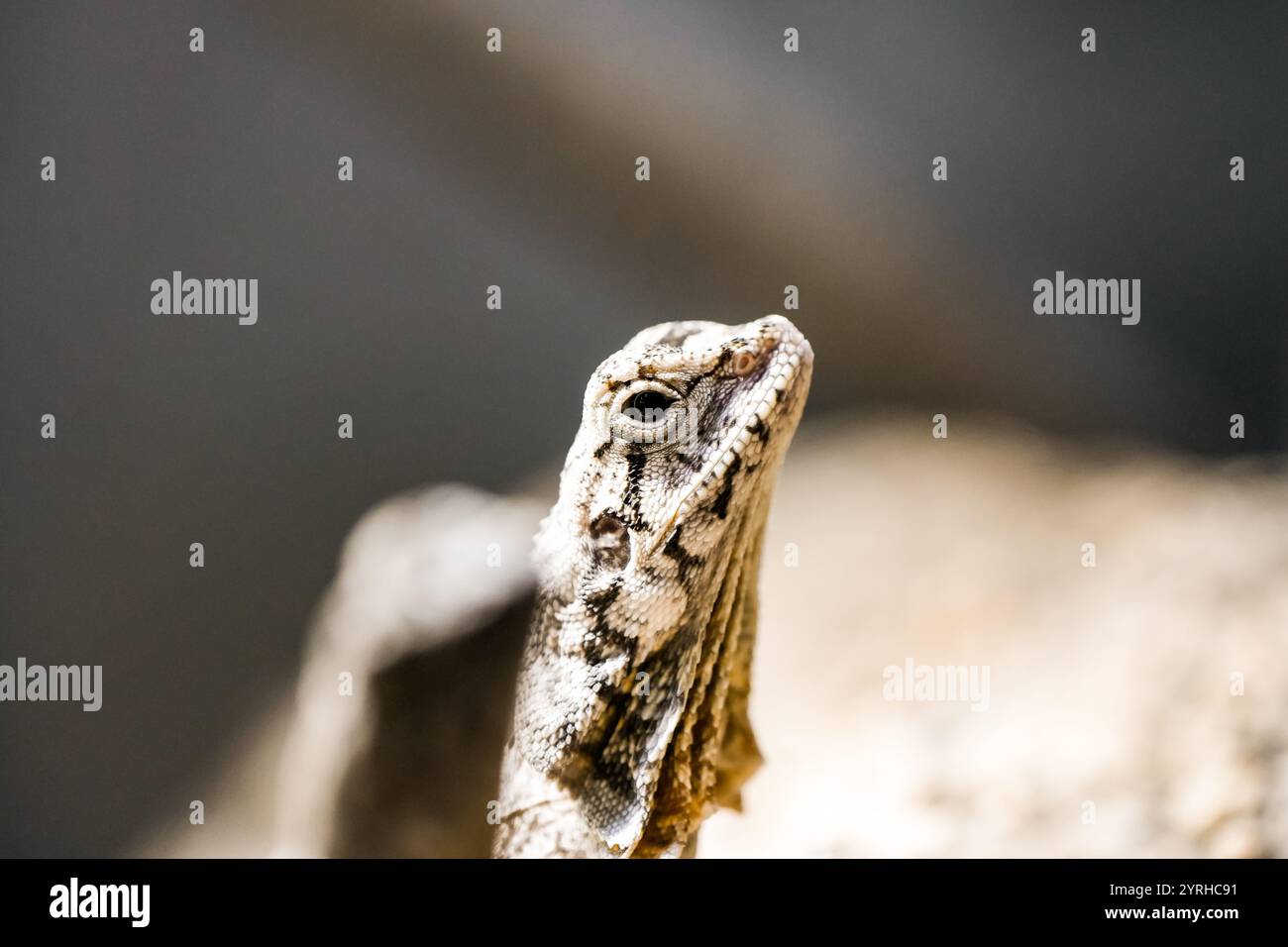 Portrait of a frilled lizard. Animal close-up. Chlamydosaurus kingii ...