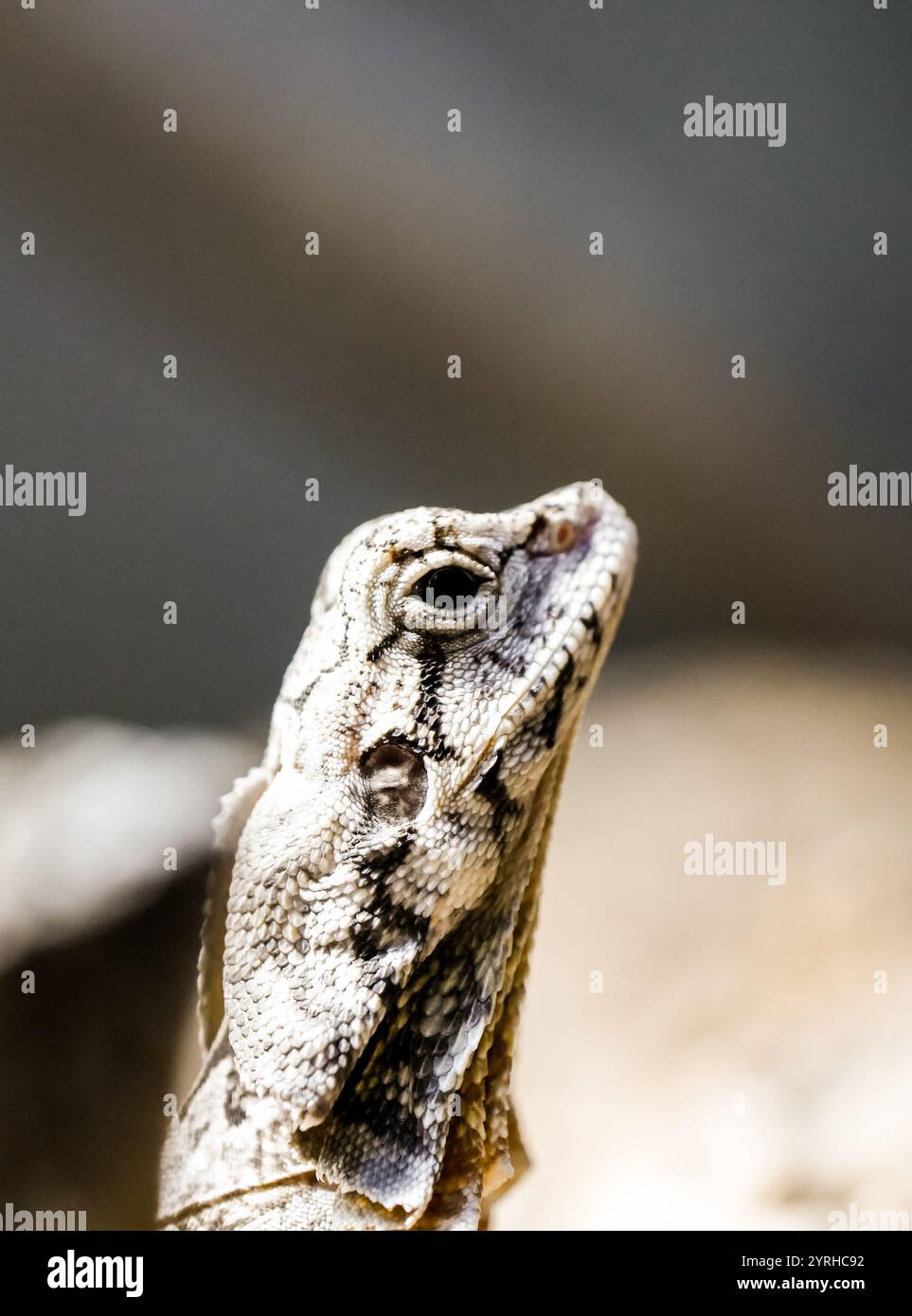Portrait of a frilled lizard. Animal close-up. Chlamydosaurus kingii ...