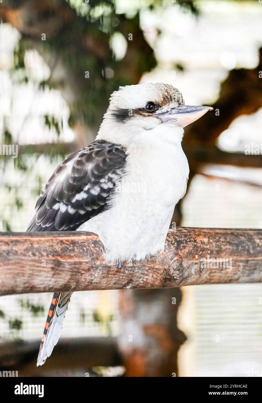Portrait of laughing kookaburra. Bird in close-up. Dacelo novaeguineae ...