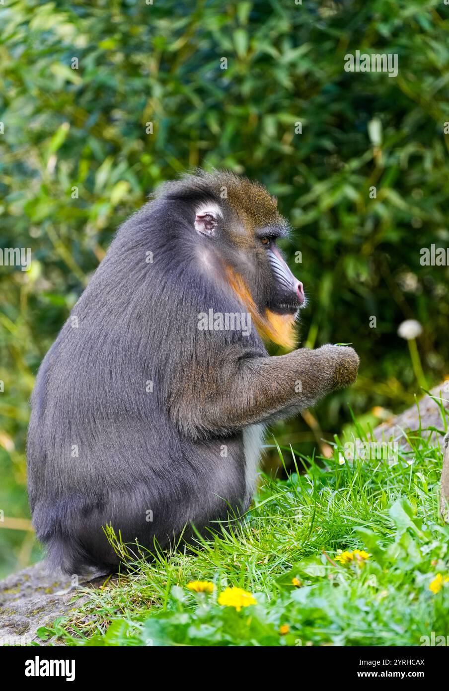 Mandrill mandrillus sphinx hi-res stock photography and images - Alamy