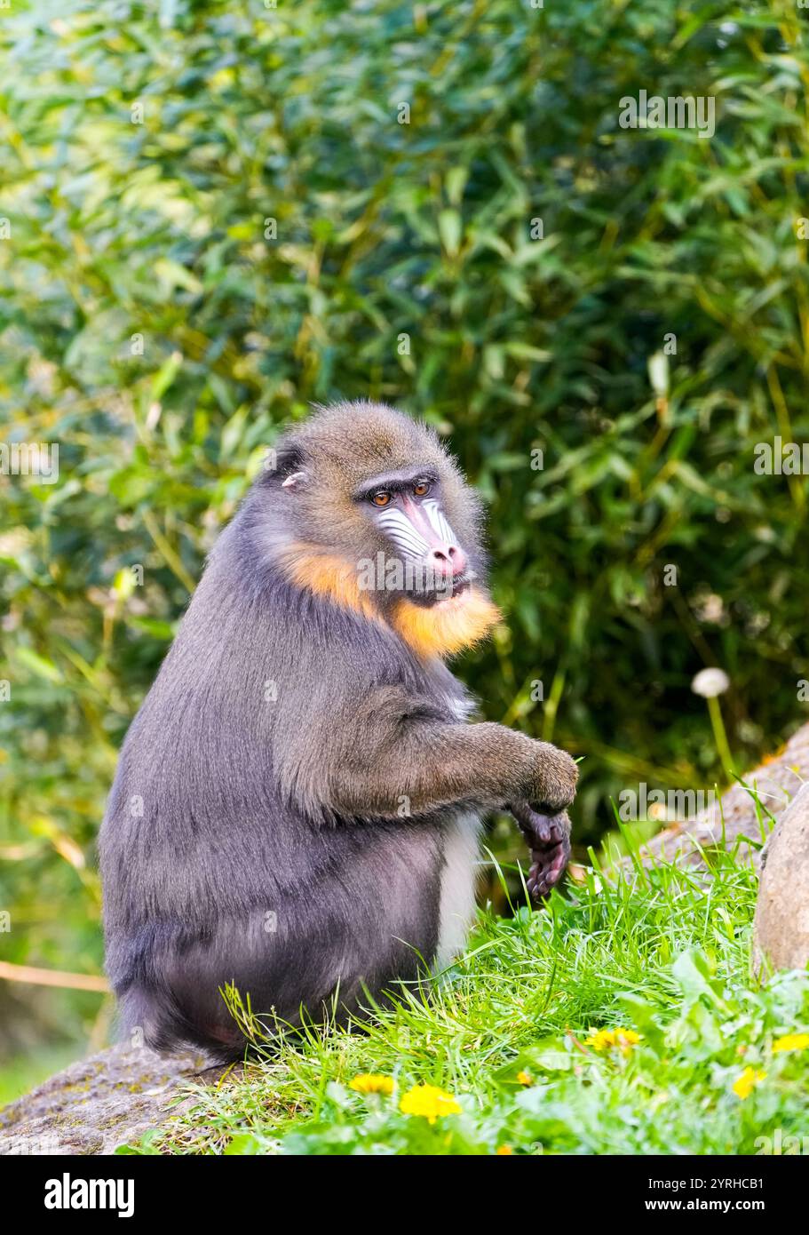 Portrait of a mandrill. Mandrillus sphinx. Primate species from the ...