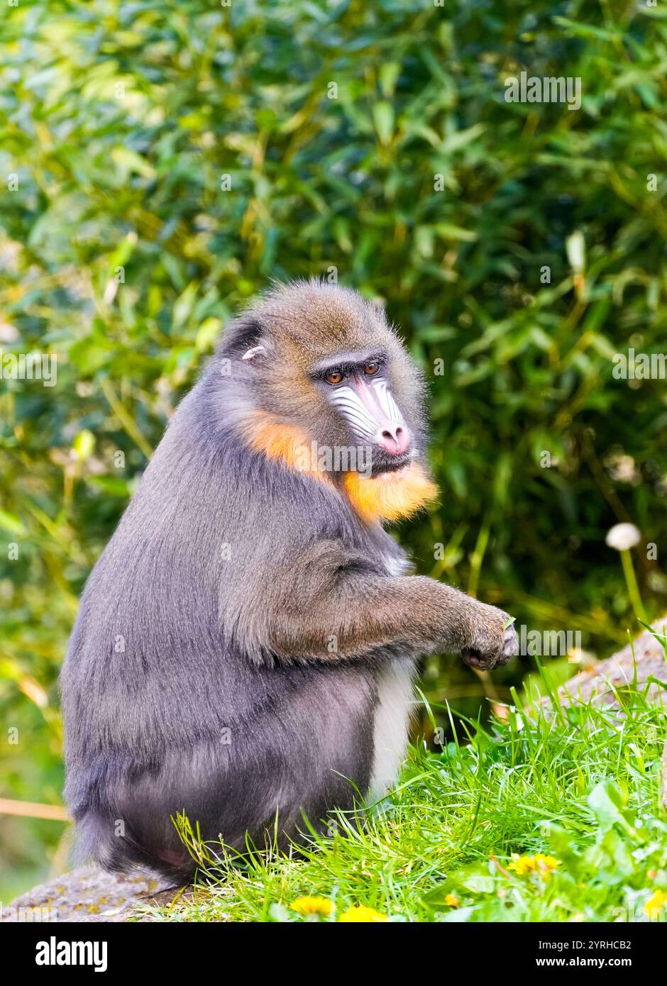 Portrait of a mandrill. Mandrillus sphinx. Primate species from the ...
