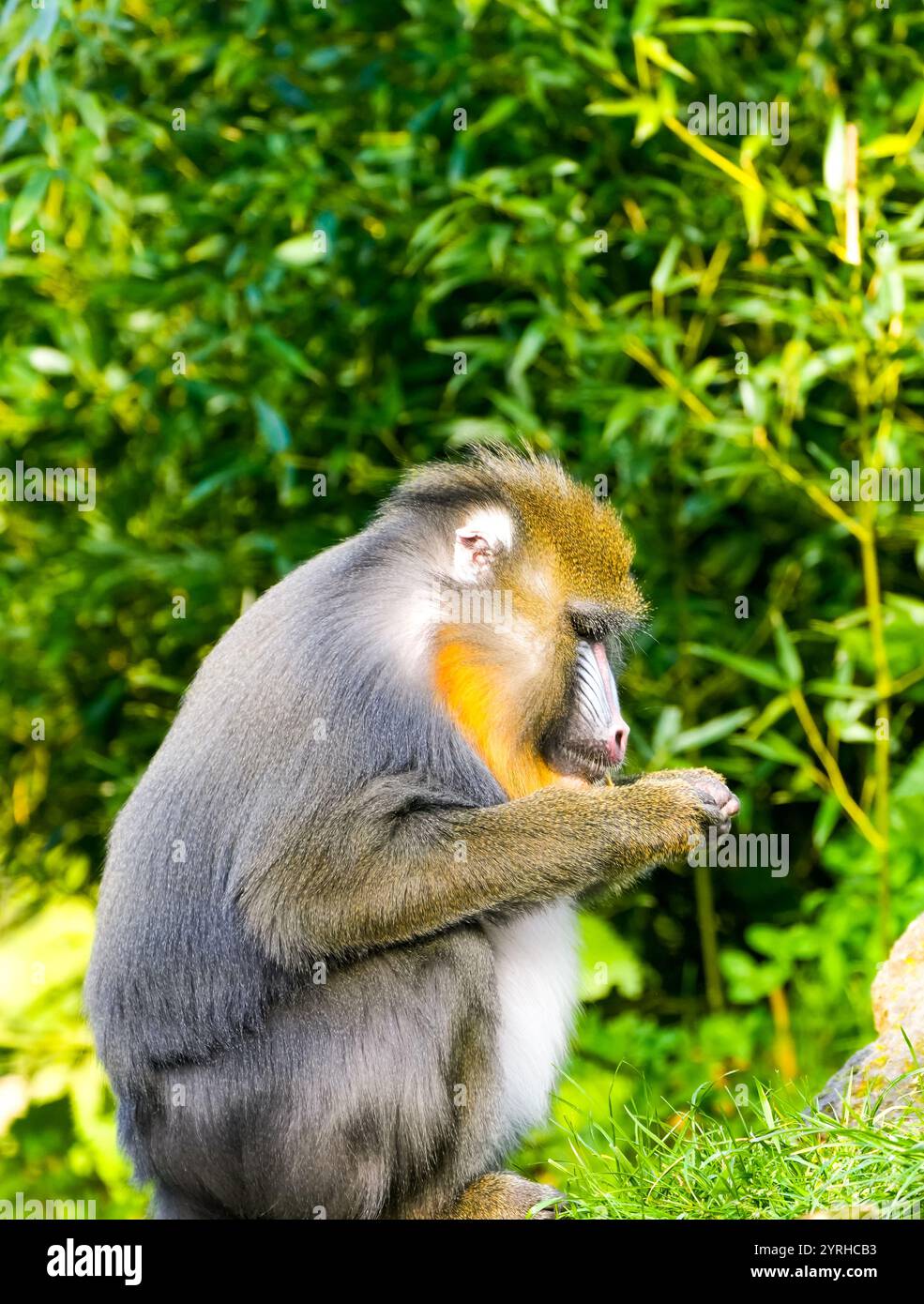 Portrait of a mandrill. Mandrillus sphinx. Primate species from the ...