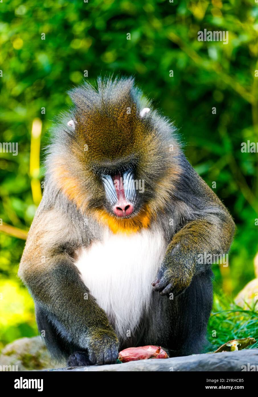Portrait of a mandrill. Mandrillus sphinx. Primate species from the ...