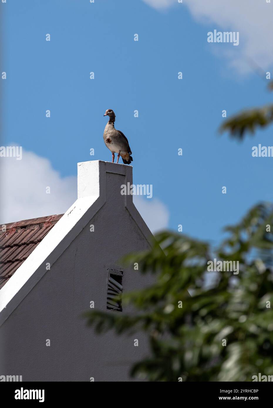 Egyptian goose on the roof hi-res stock photography and images - Alamy