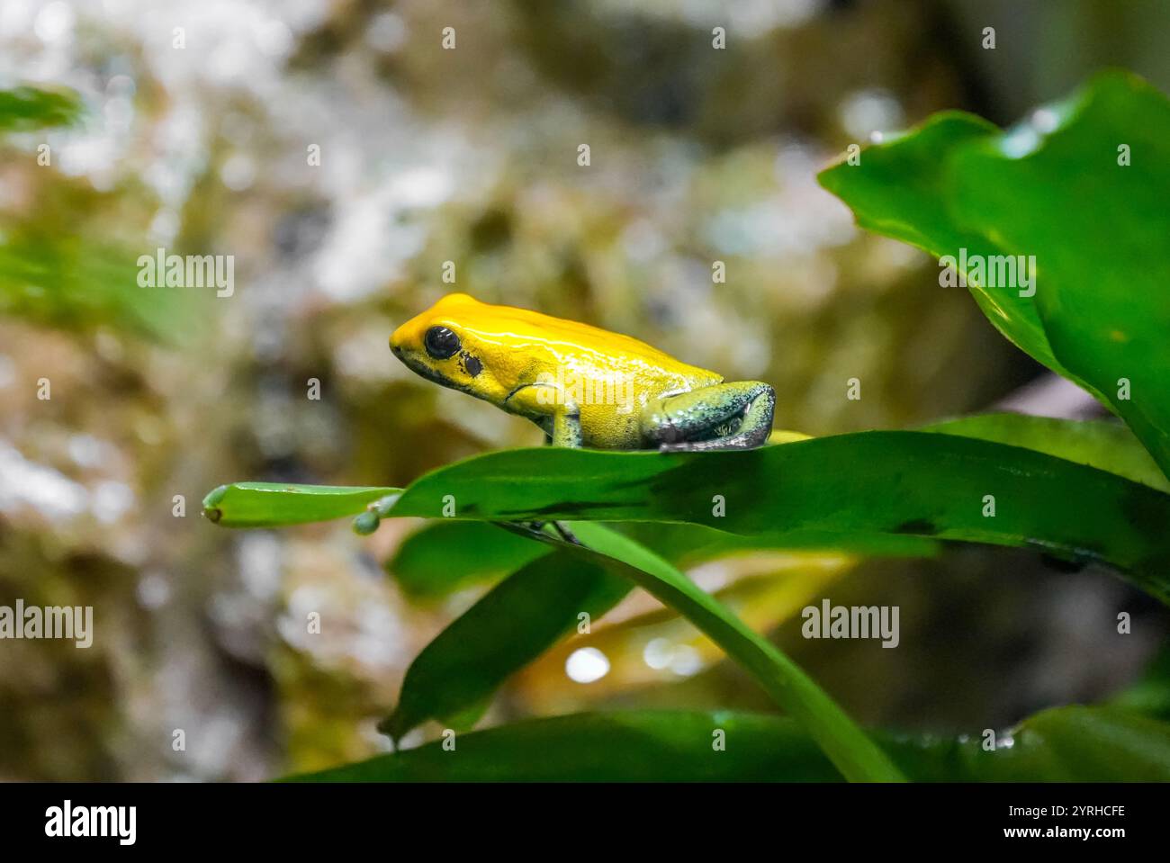 Yellow poison dart frog in nature. Close-up of the animal ...
