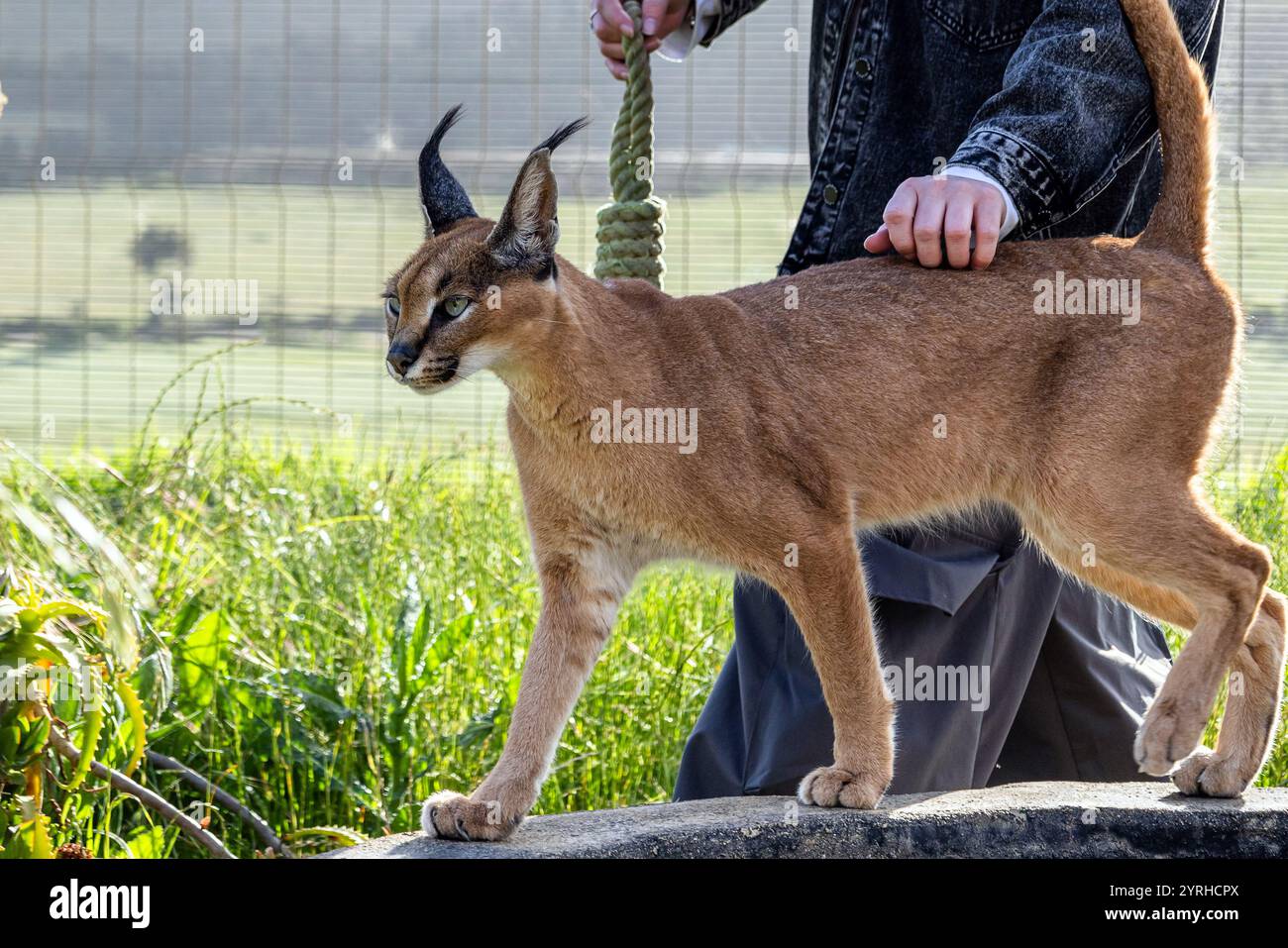 Woman holds a rope toy in hand and walks with caracal cat, big cat in ...
