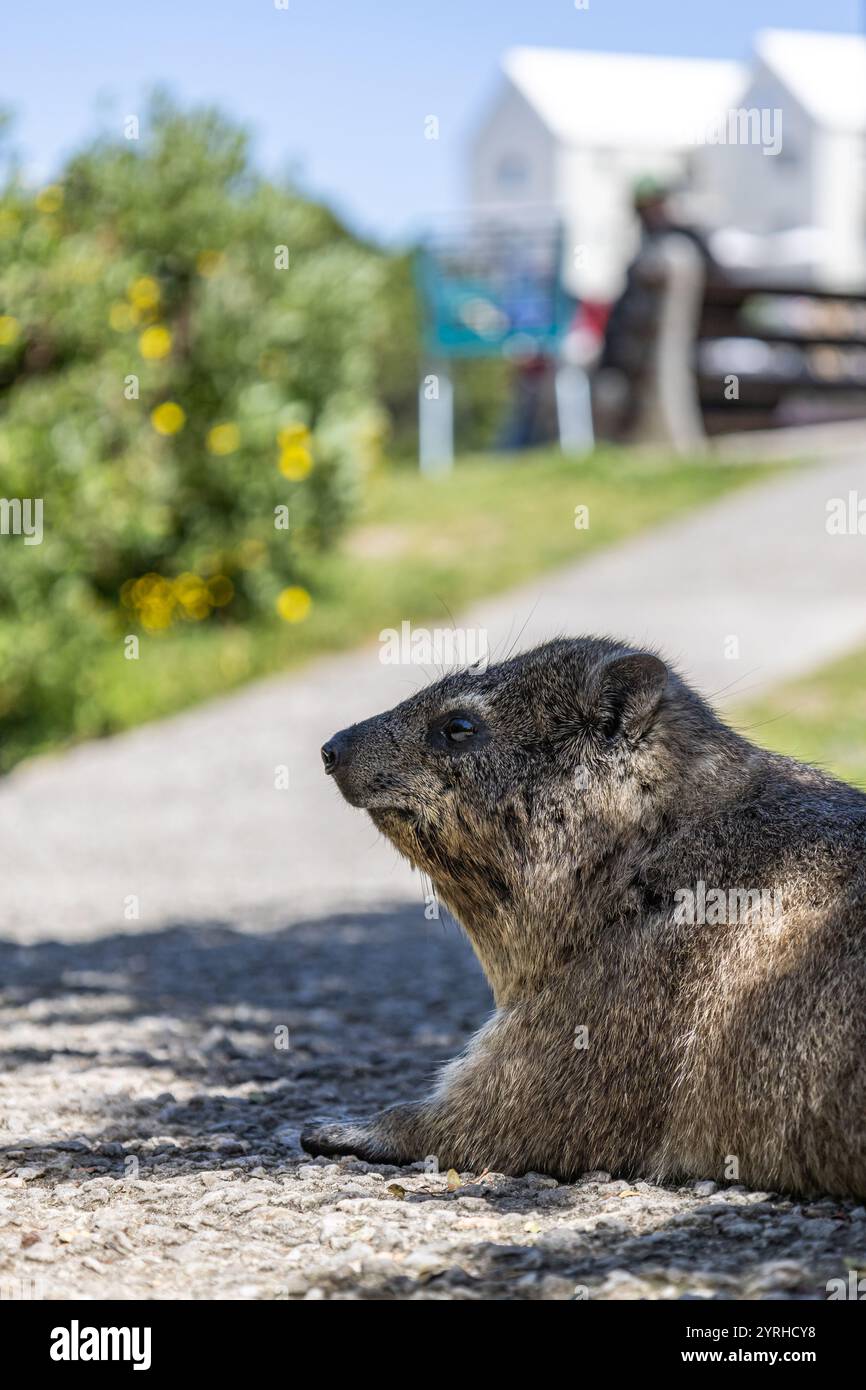 Close up side view portrait of rock hyrax resting on footpath, side ...