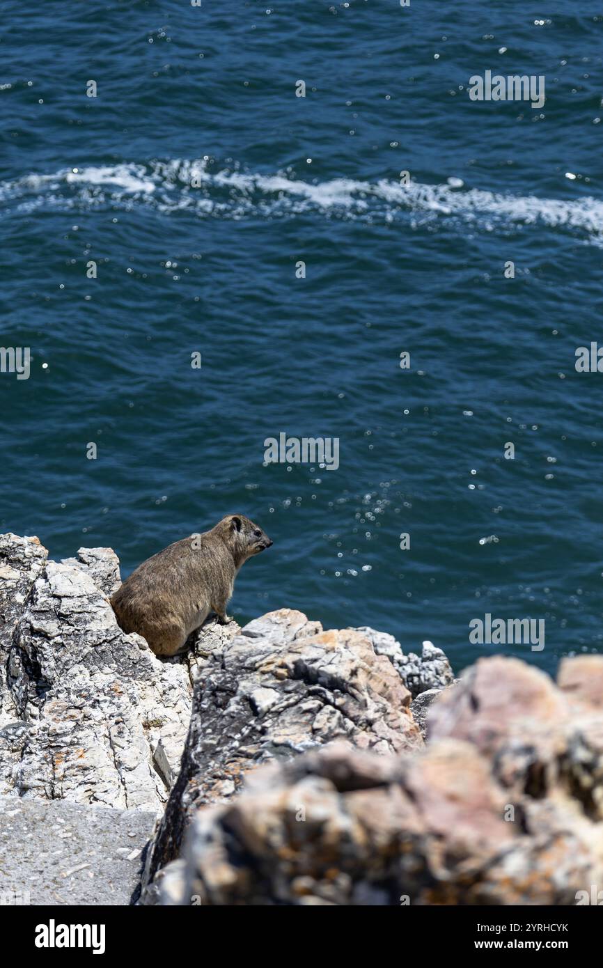 Rock hyrax sitting on a rocky cliff by the ocean. Procavia capensis ...