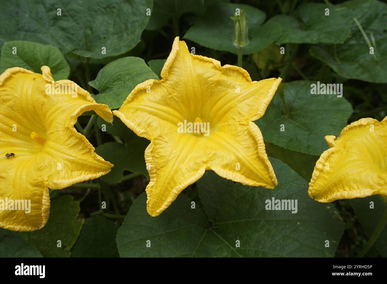 Male pumpkin flowers Stock Photo - Alamy