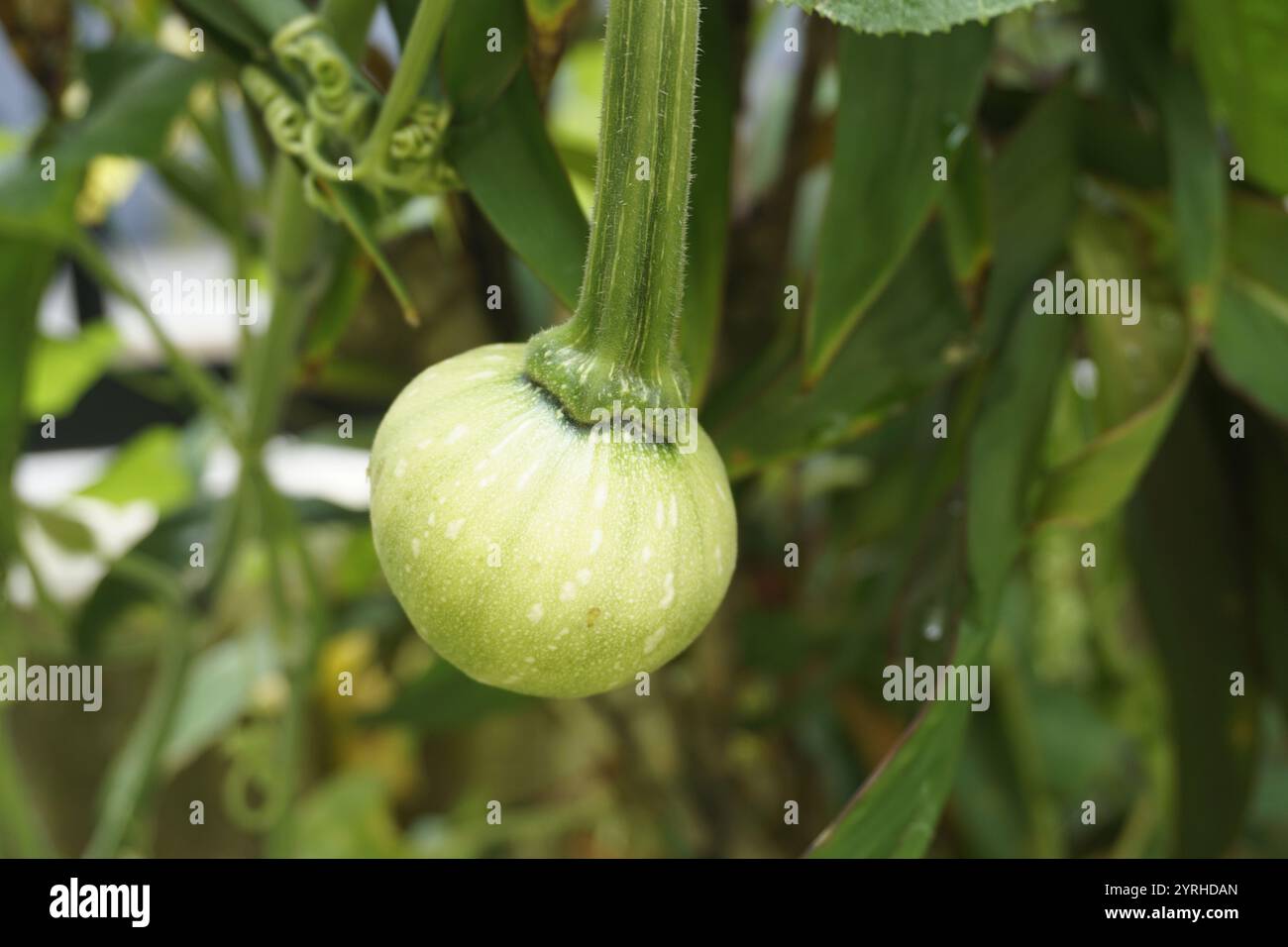 Fruit and bud hi-res stock photography and images - Alamy